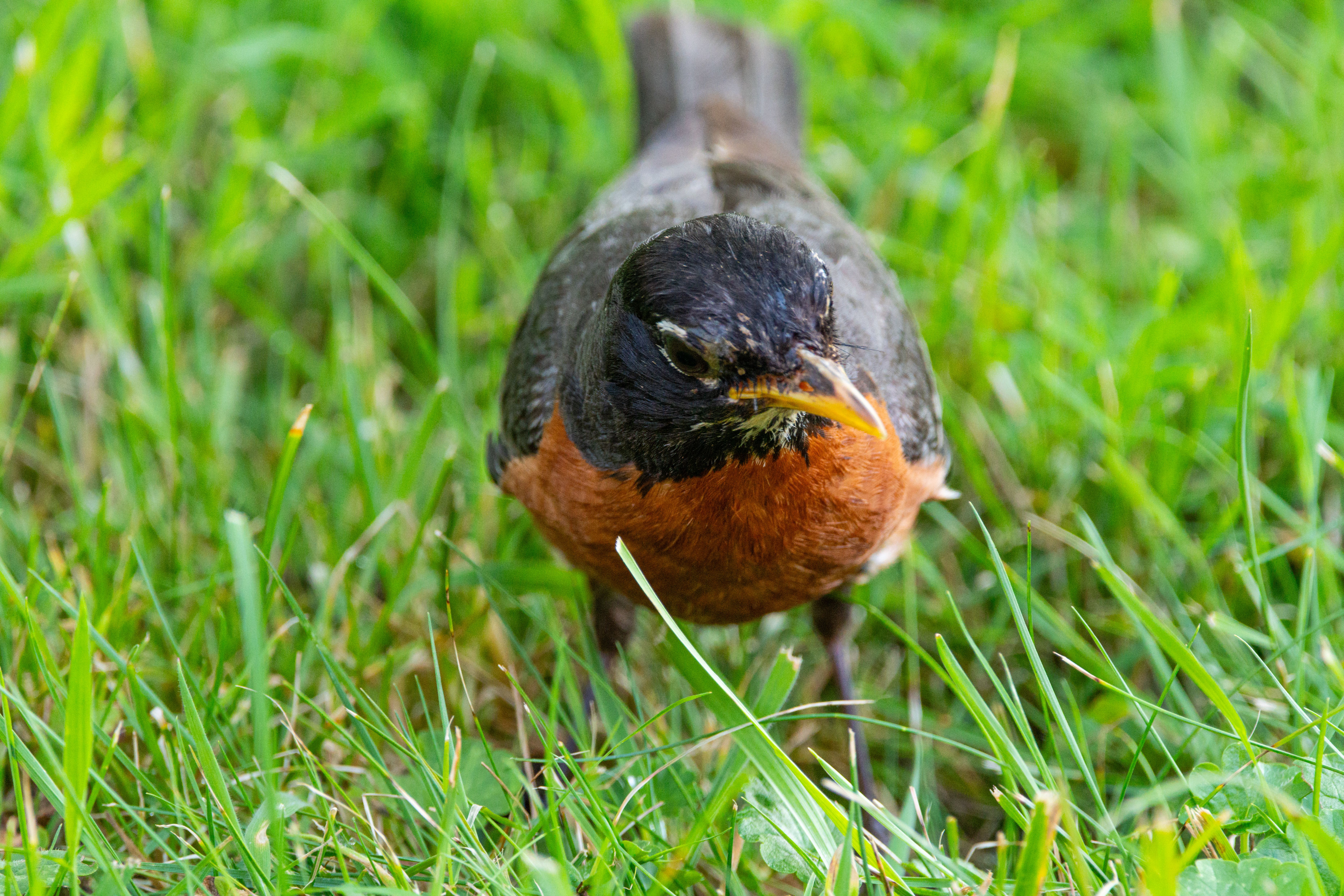 American Robin on Grass in Canonsburg · Free Stock Photo