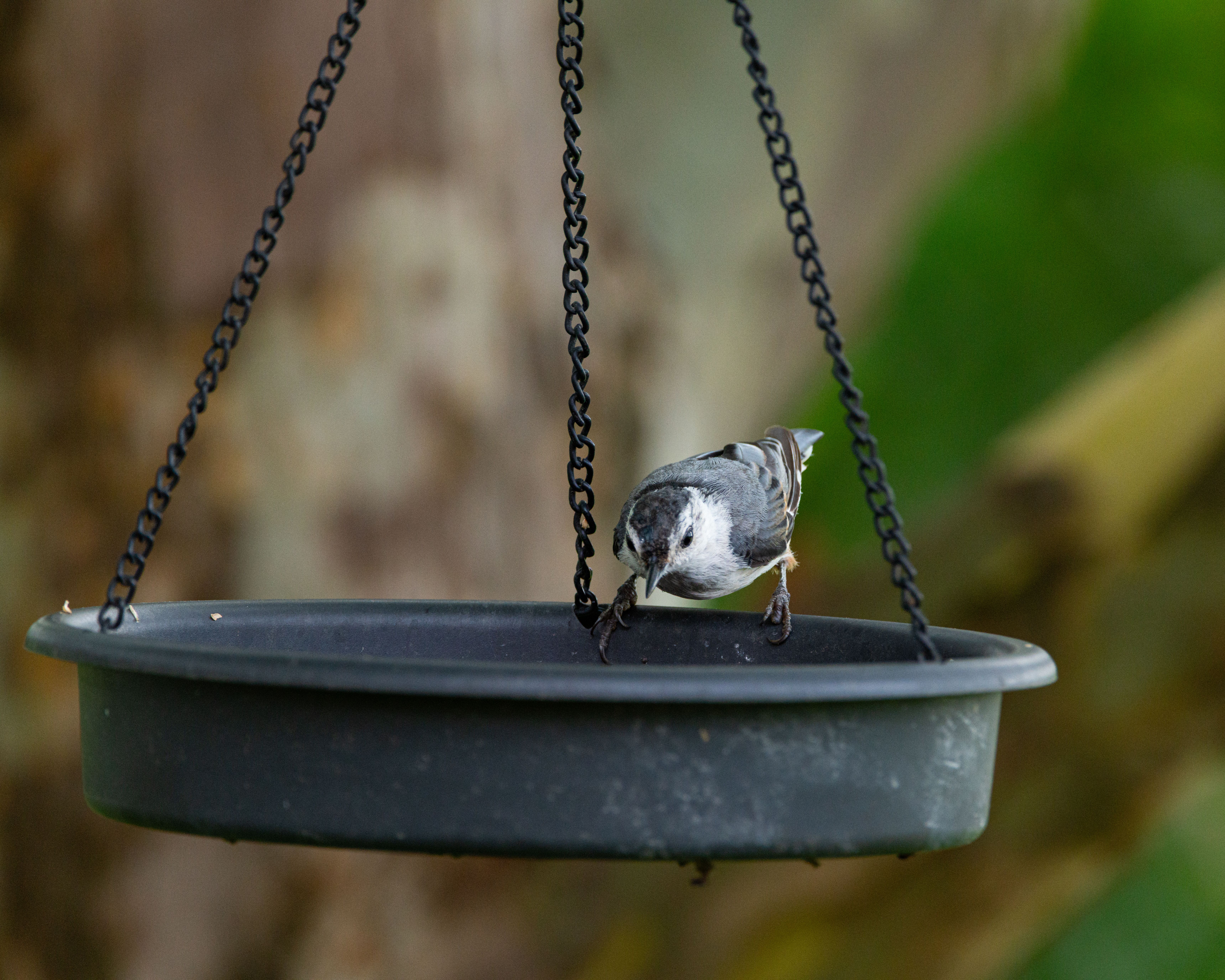 Black-Capped Chickadee on a Hanging Feeder · Free Stock Photo