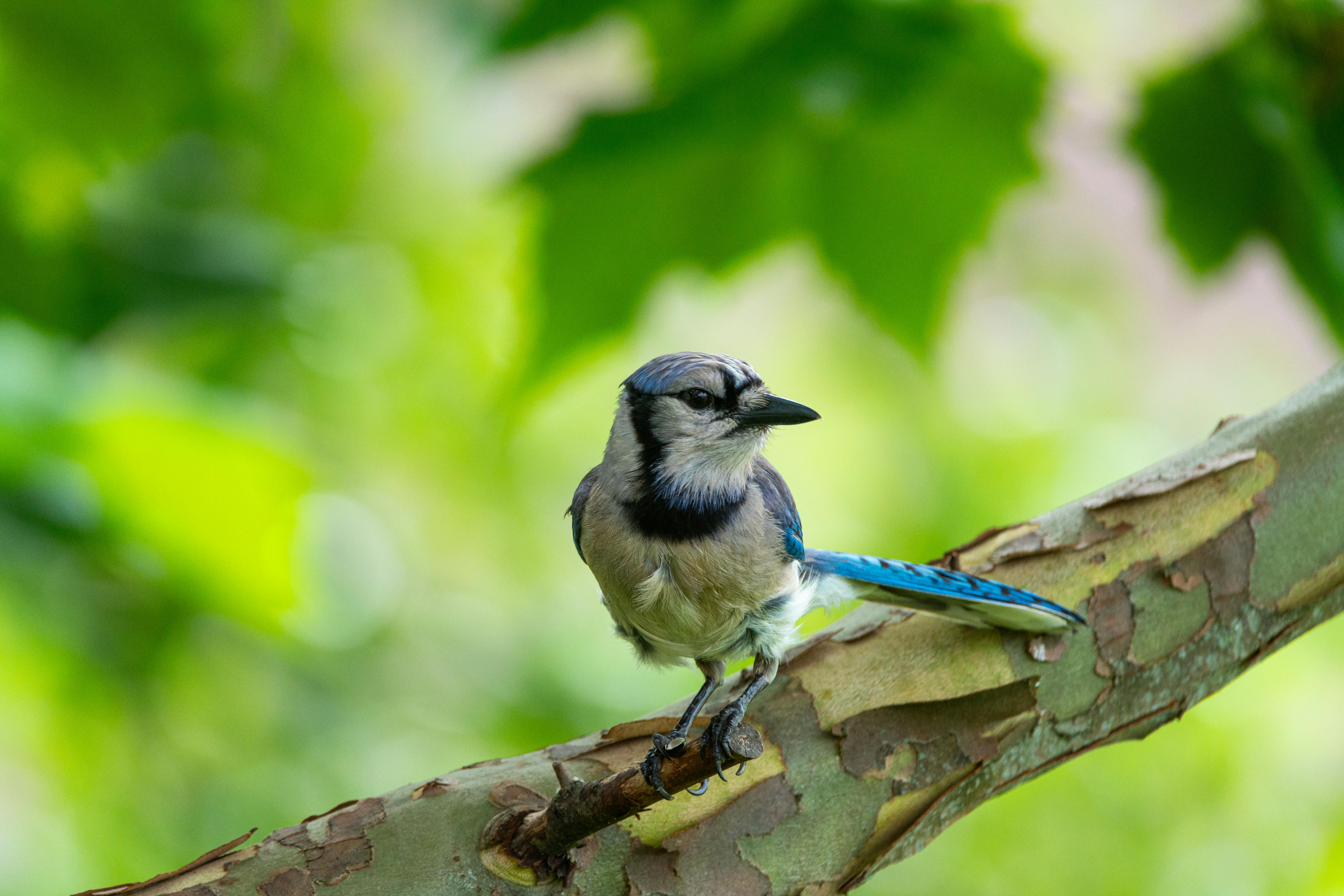 Northeastern Bird Photos, Download The BEST Free Northeastern Bird ...