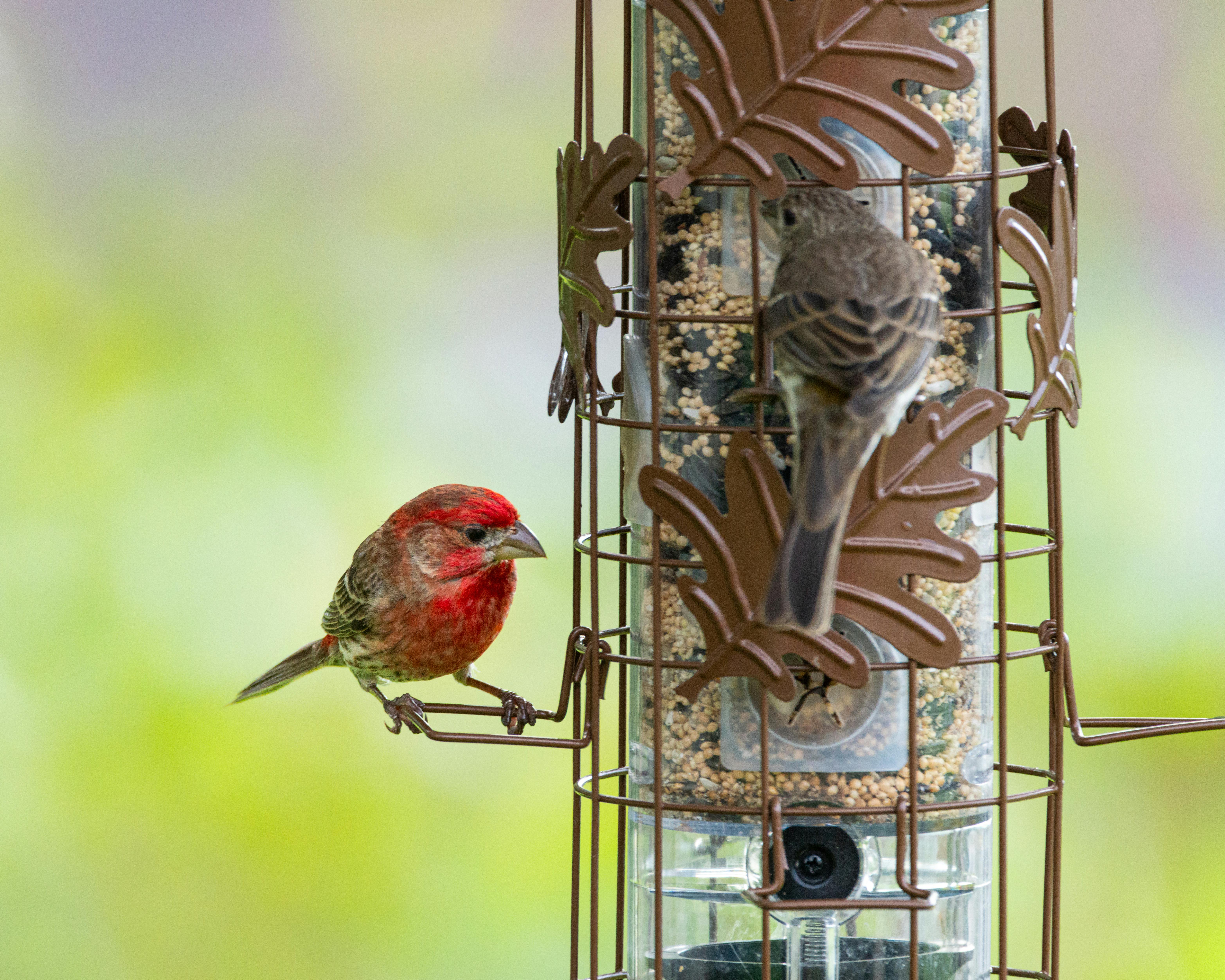 House Finches Feeding at a Bird Feeder in Pennsylvania · Free Stock Photo