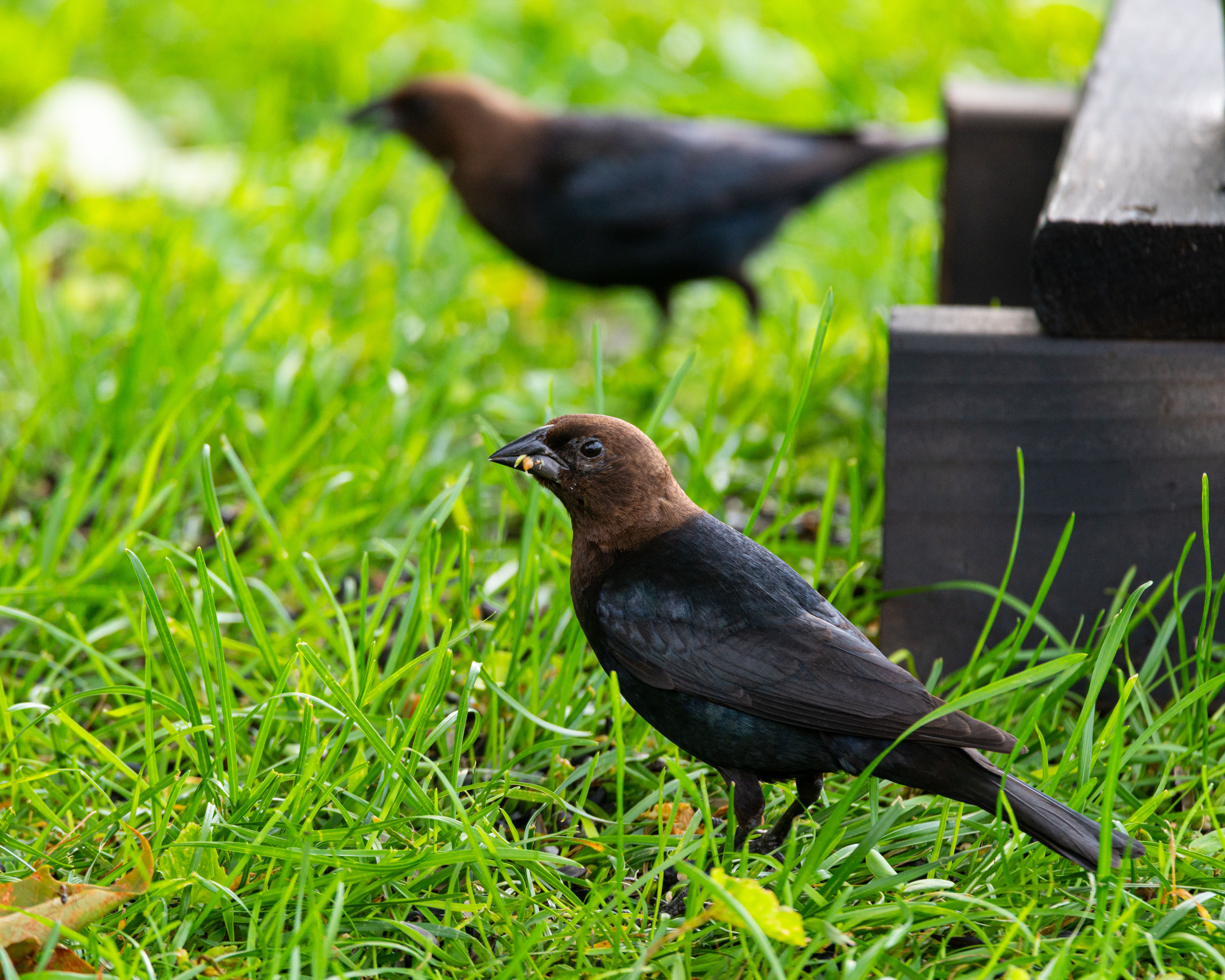 Brown-headed Cowbirds in Lush Green Grass · Free Stock Photo