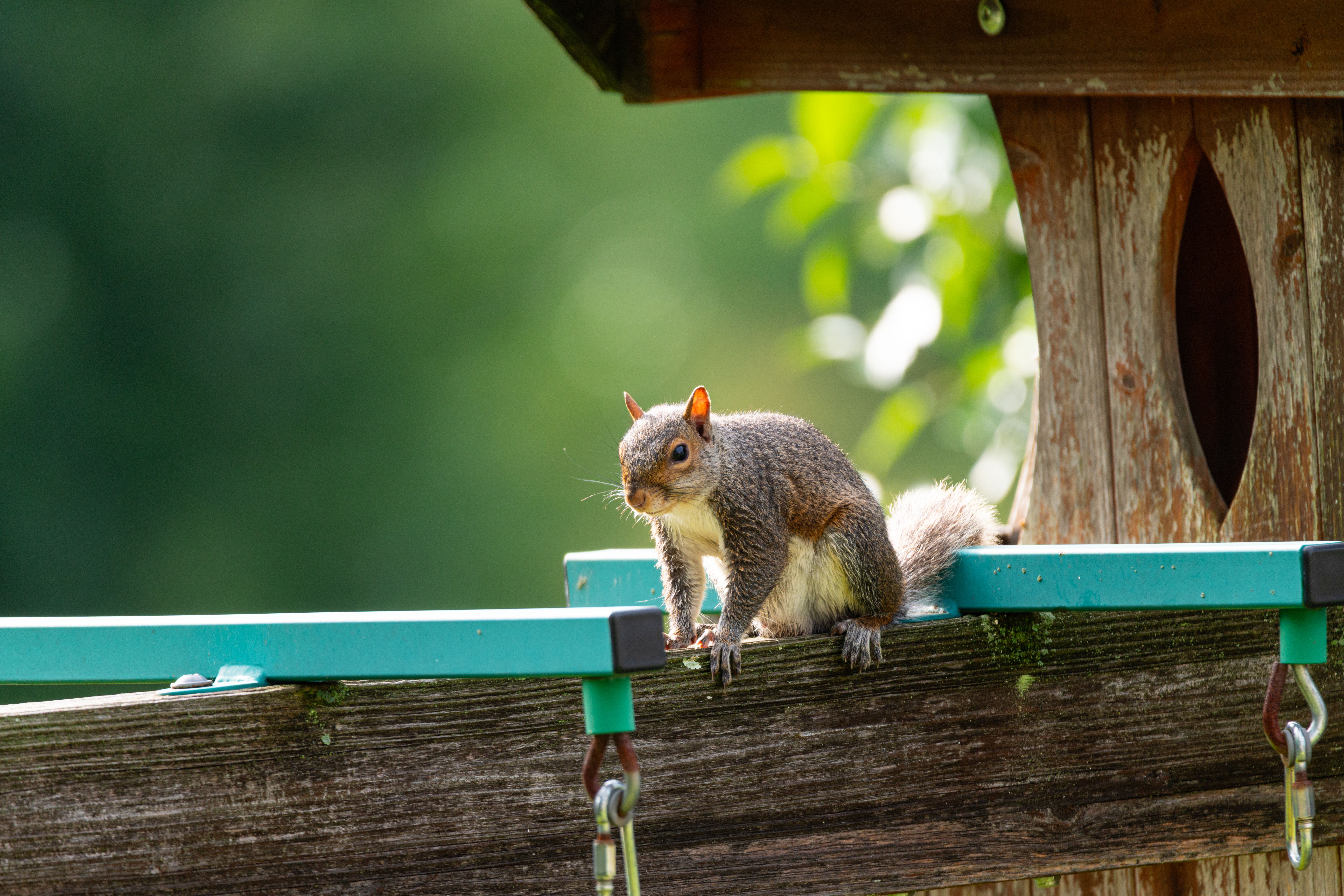 Eastern Gray Squirrel on Outdoor Birdhouse Platform · Free Stock Photo
