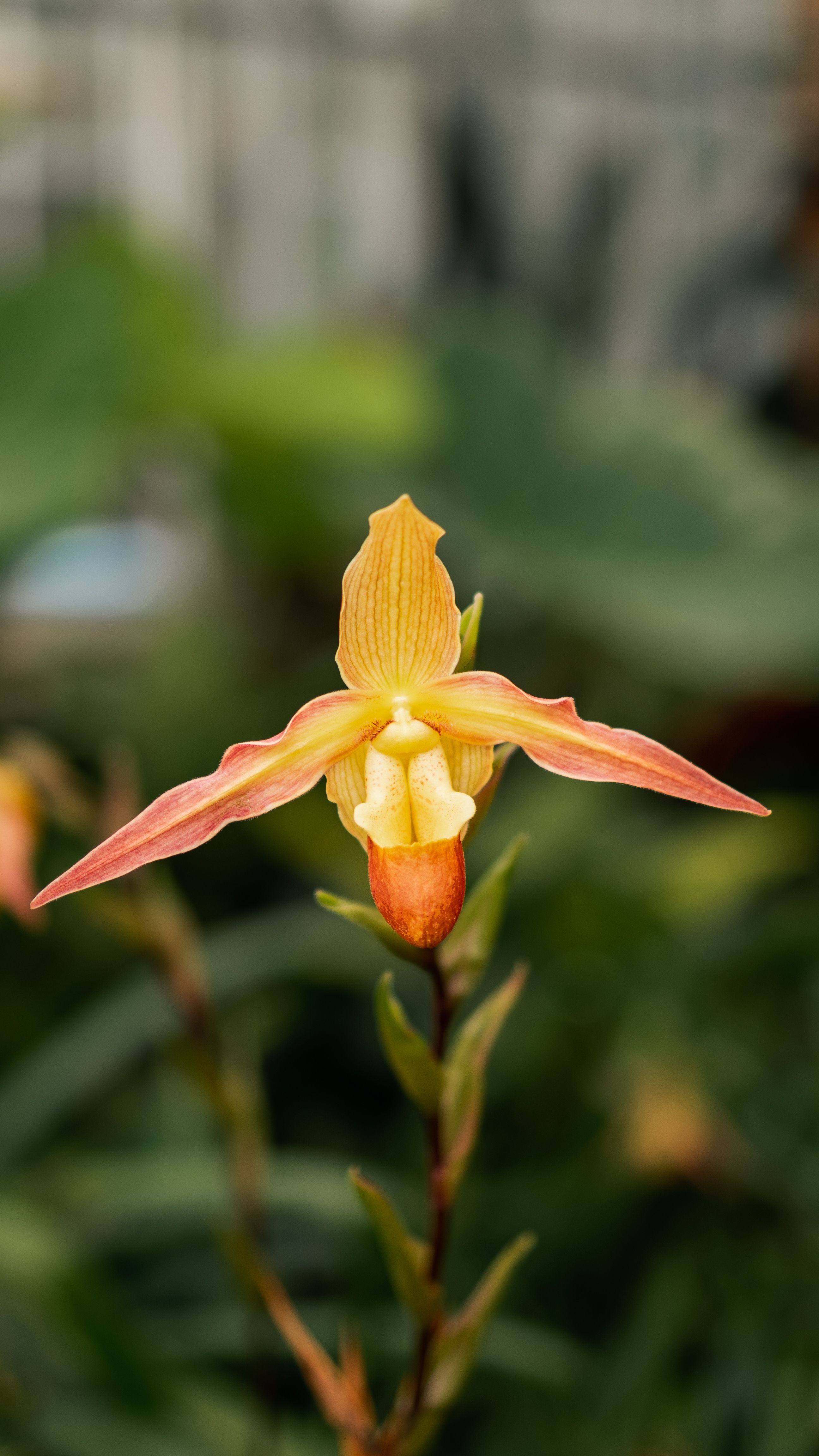 Bunga Anggrek Kuning Cerah Di Taman · Foto Stok Gratis