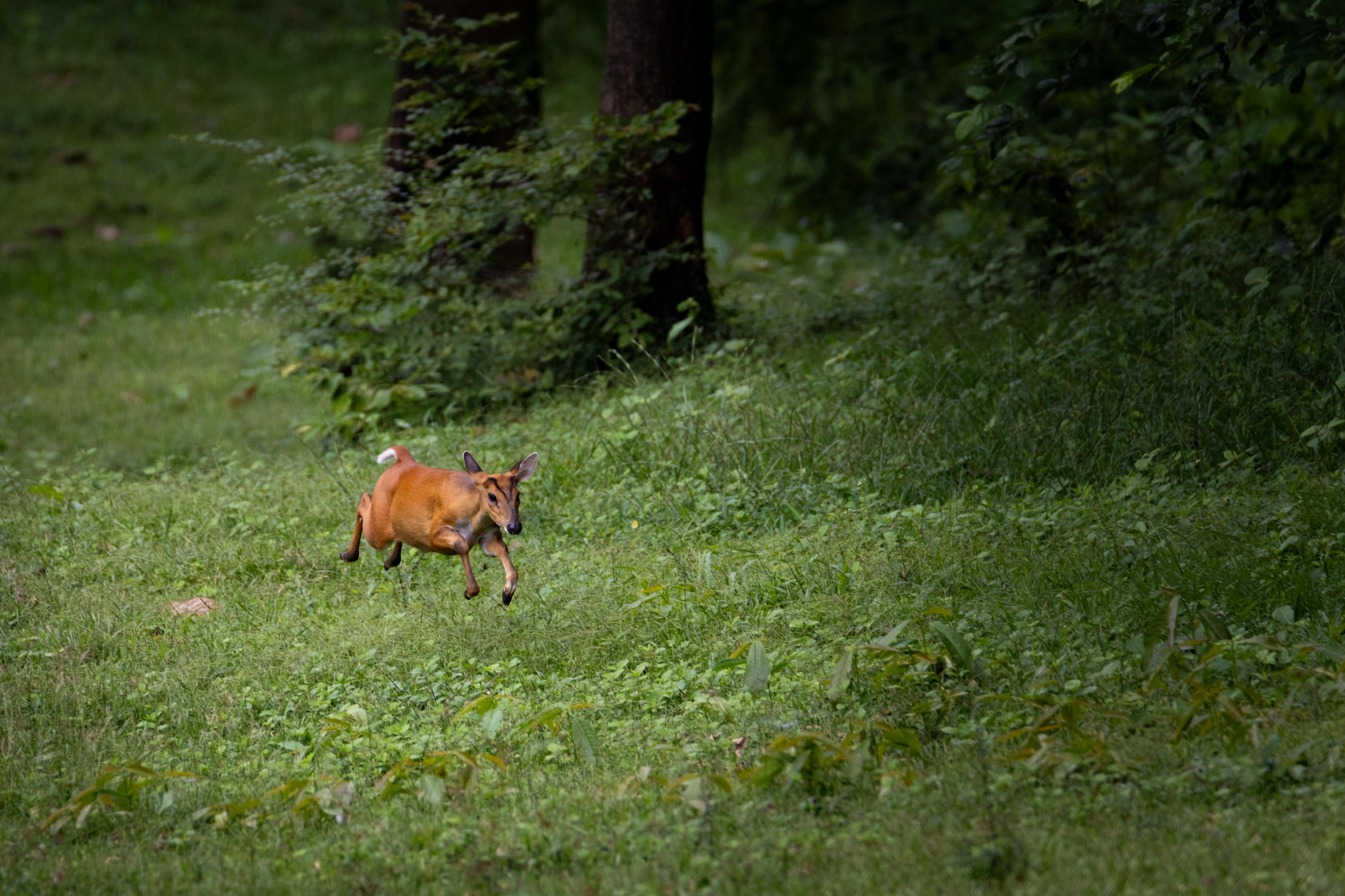 Muntjac Deer in Lush Forest Setting · Free Stock Photo