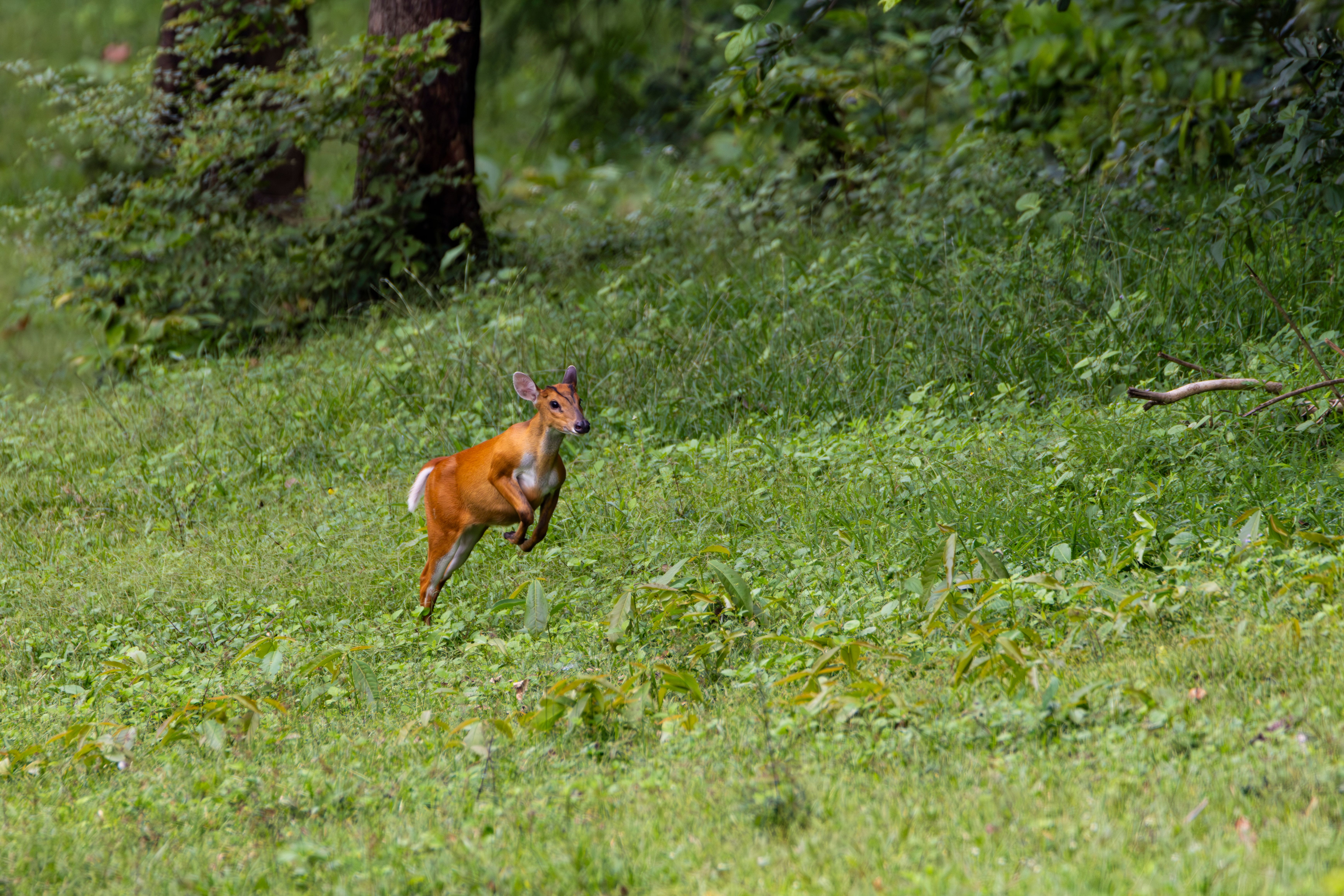 Wild Muntjac Deer in Lush Forest Setting · Free Stock Photo