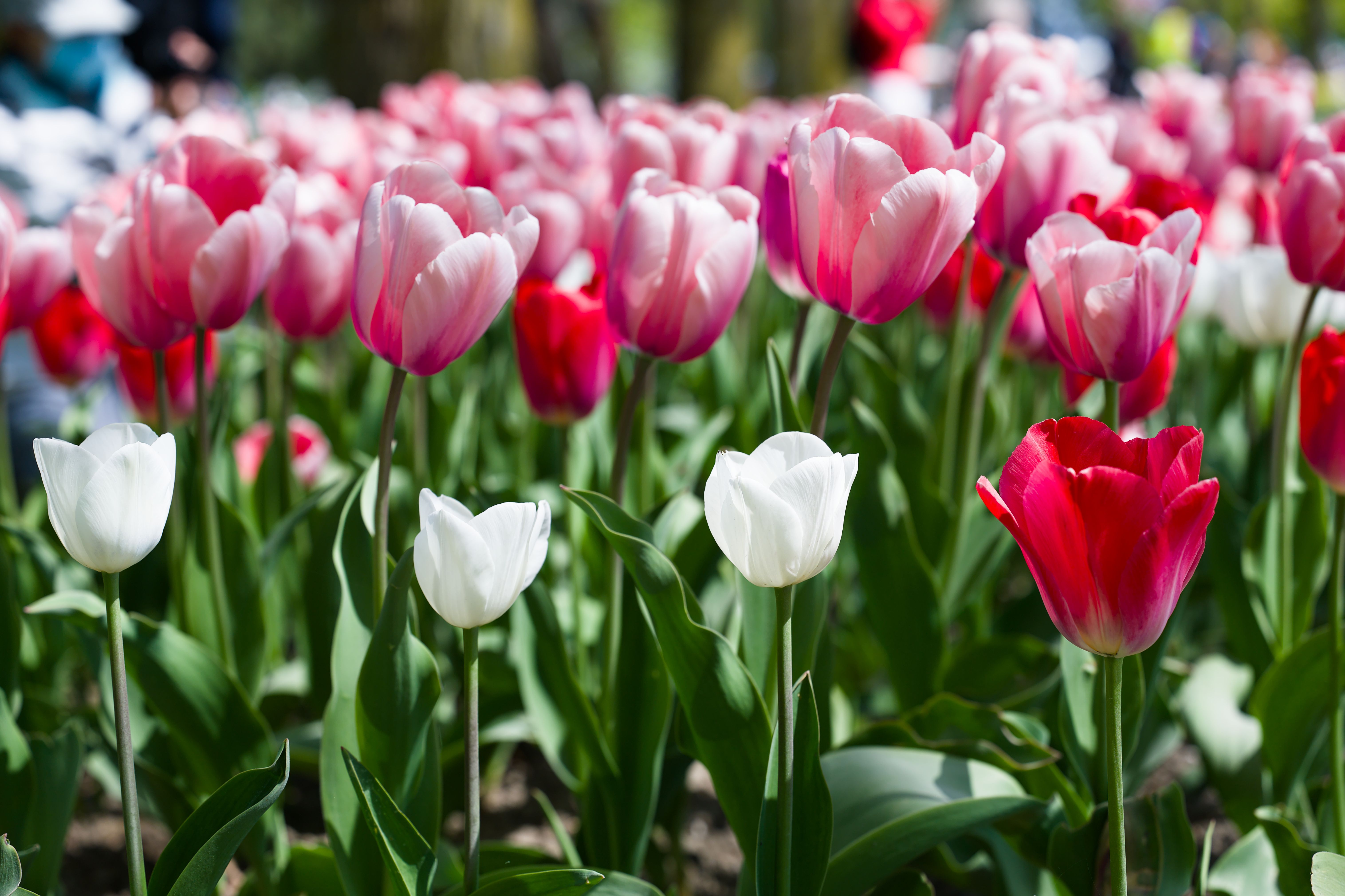 Vibrant Spring Tulip Garden in Full Bloom · Free Stock Photo