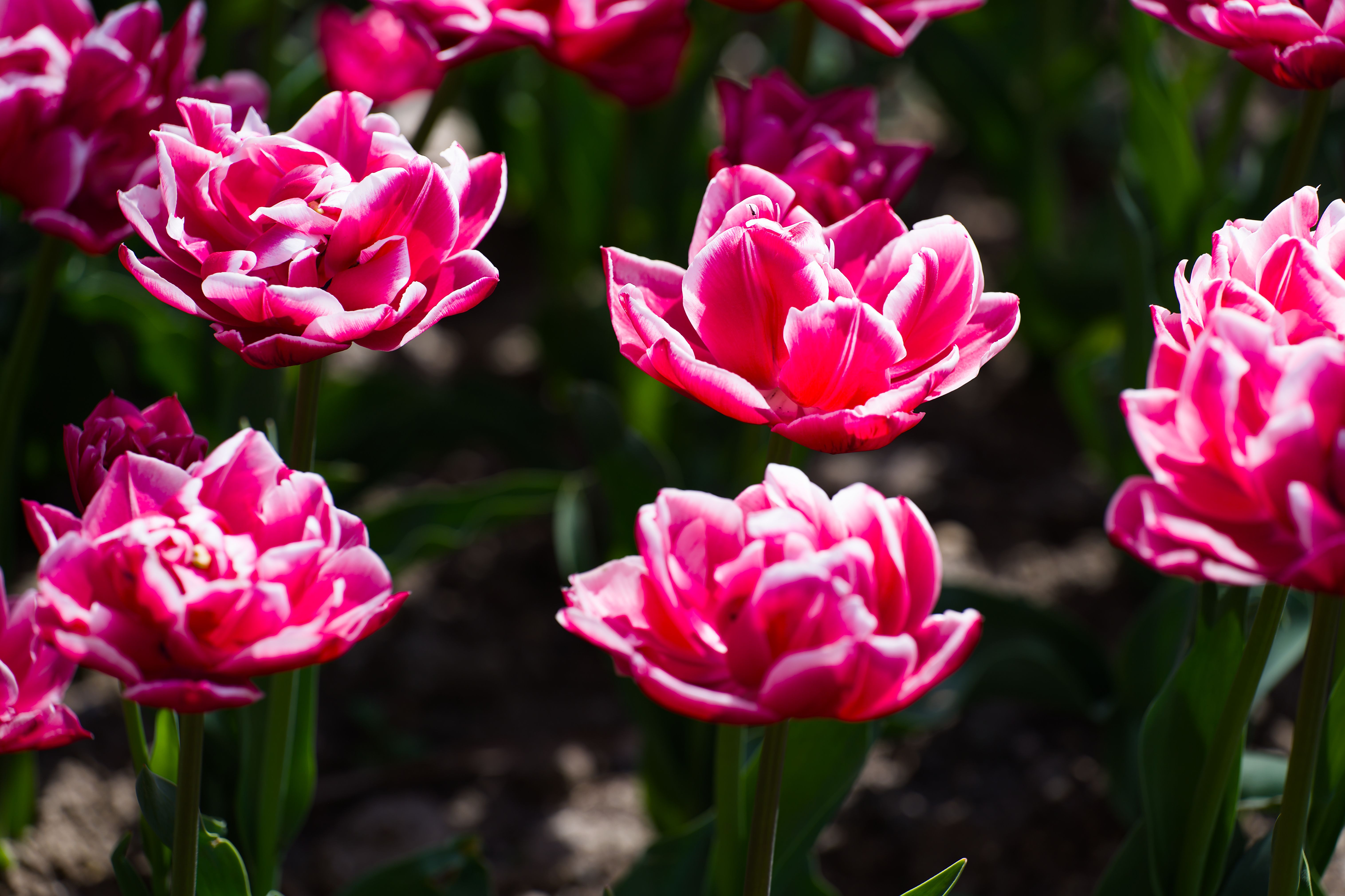 Vibrant Pink Tulips in Bloom in Swiss Garden · Free Stock Photo