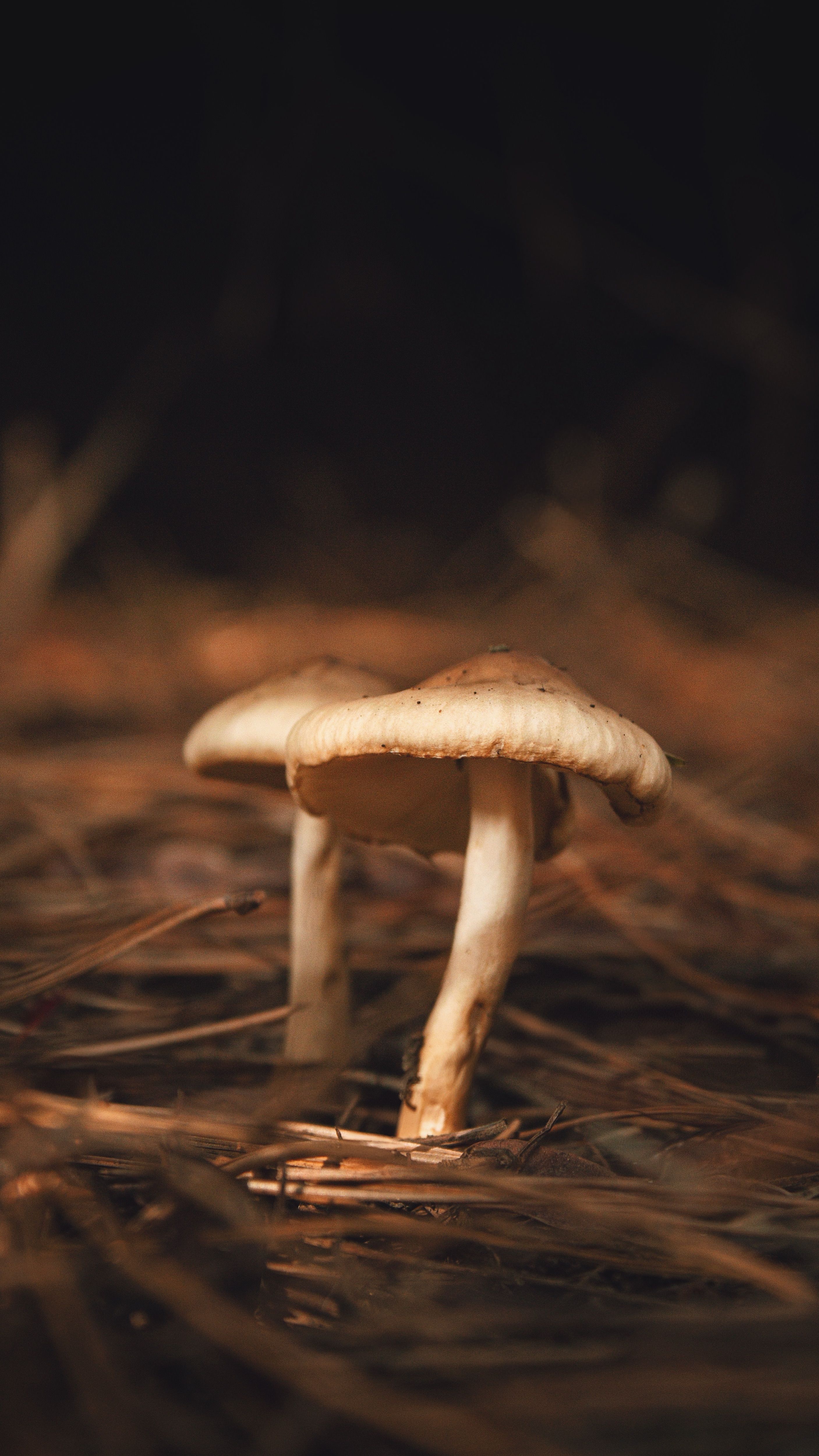 Macro Non Photos, Download The BEST Free Macro Non Stock Photos & HD Images