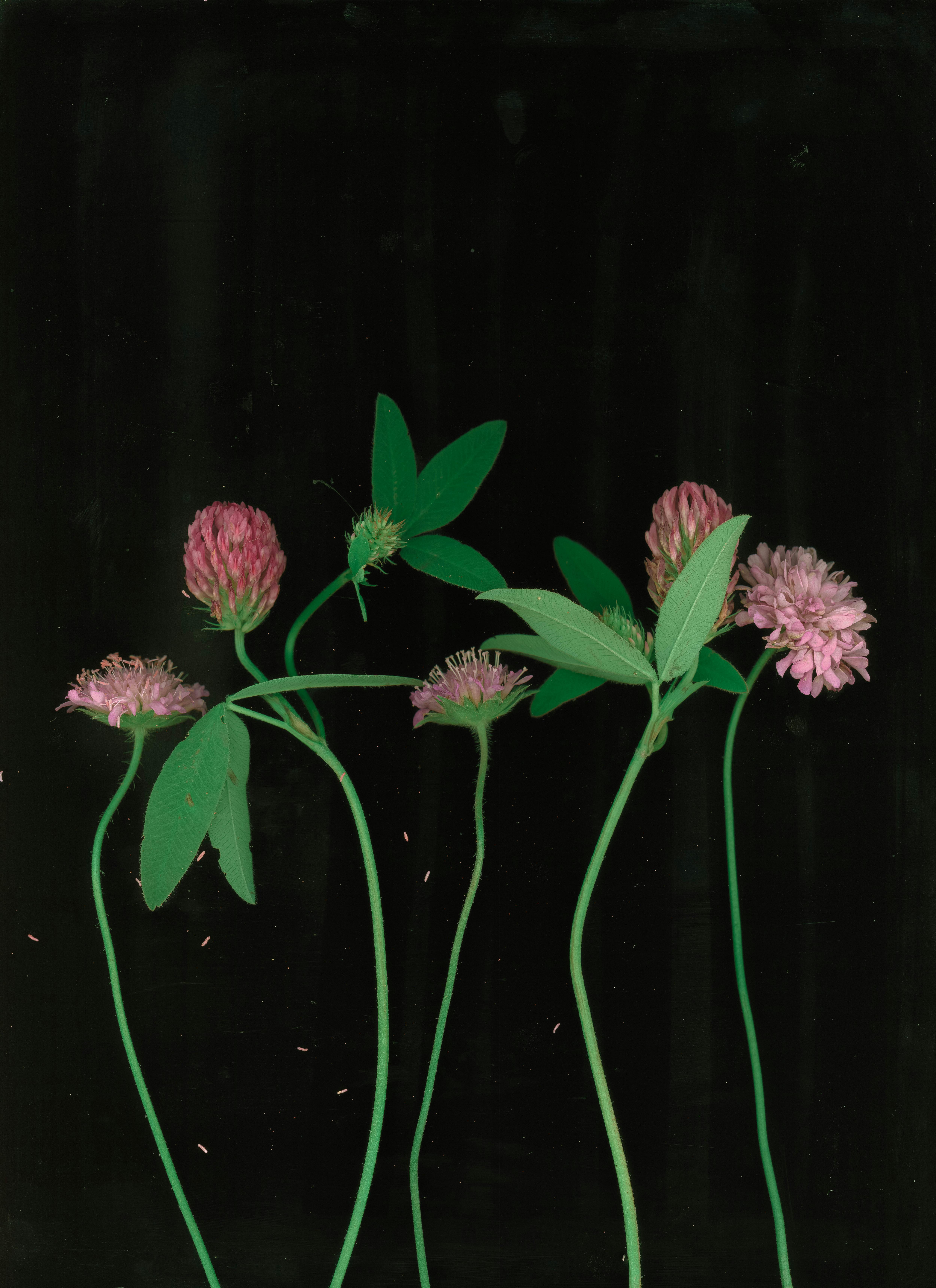 Vibrant Red Clover Blossoms on Black Background · Free Stock Photo