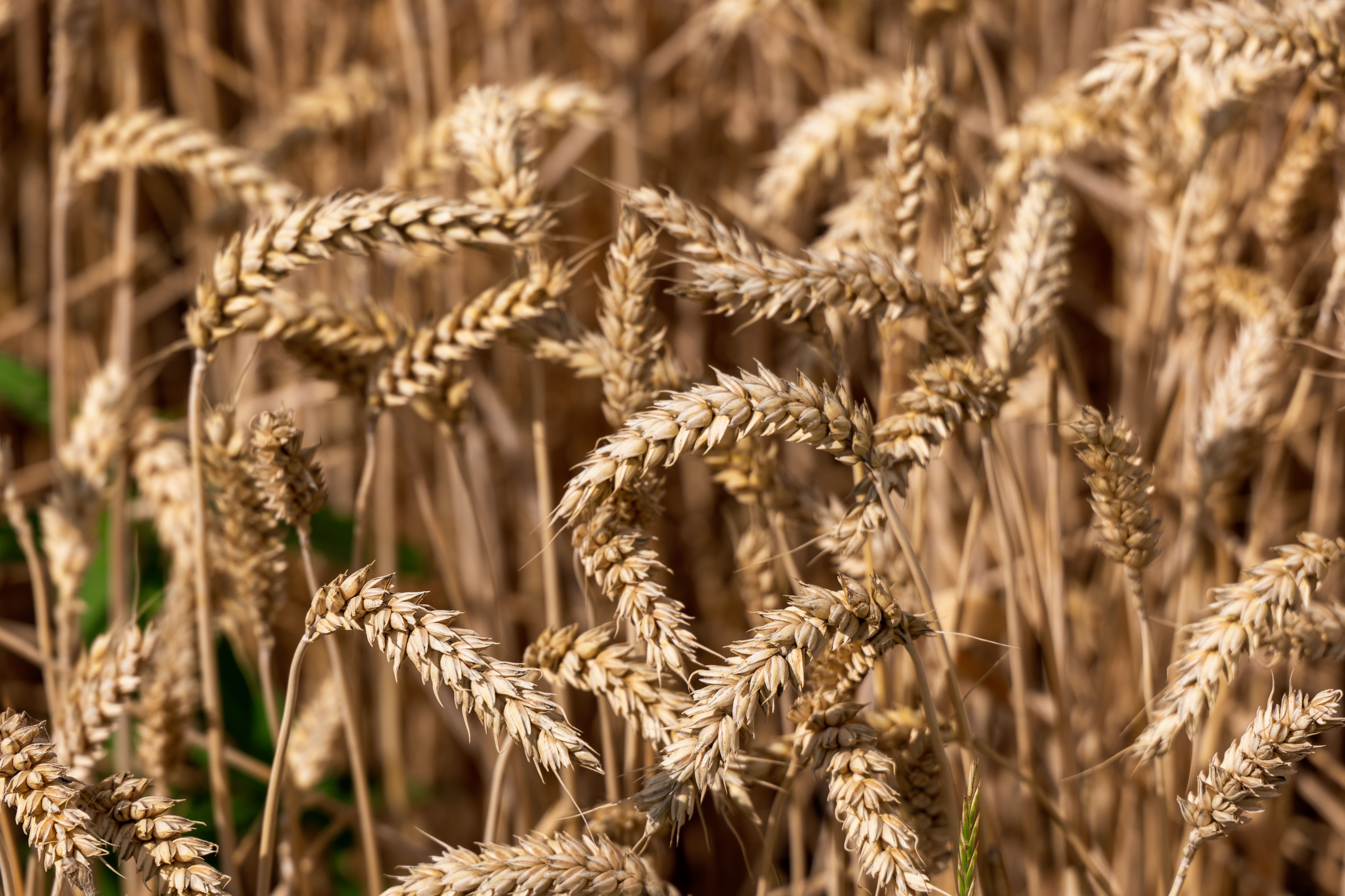 Close-up of Wheat · Free Stock Photo