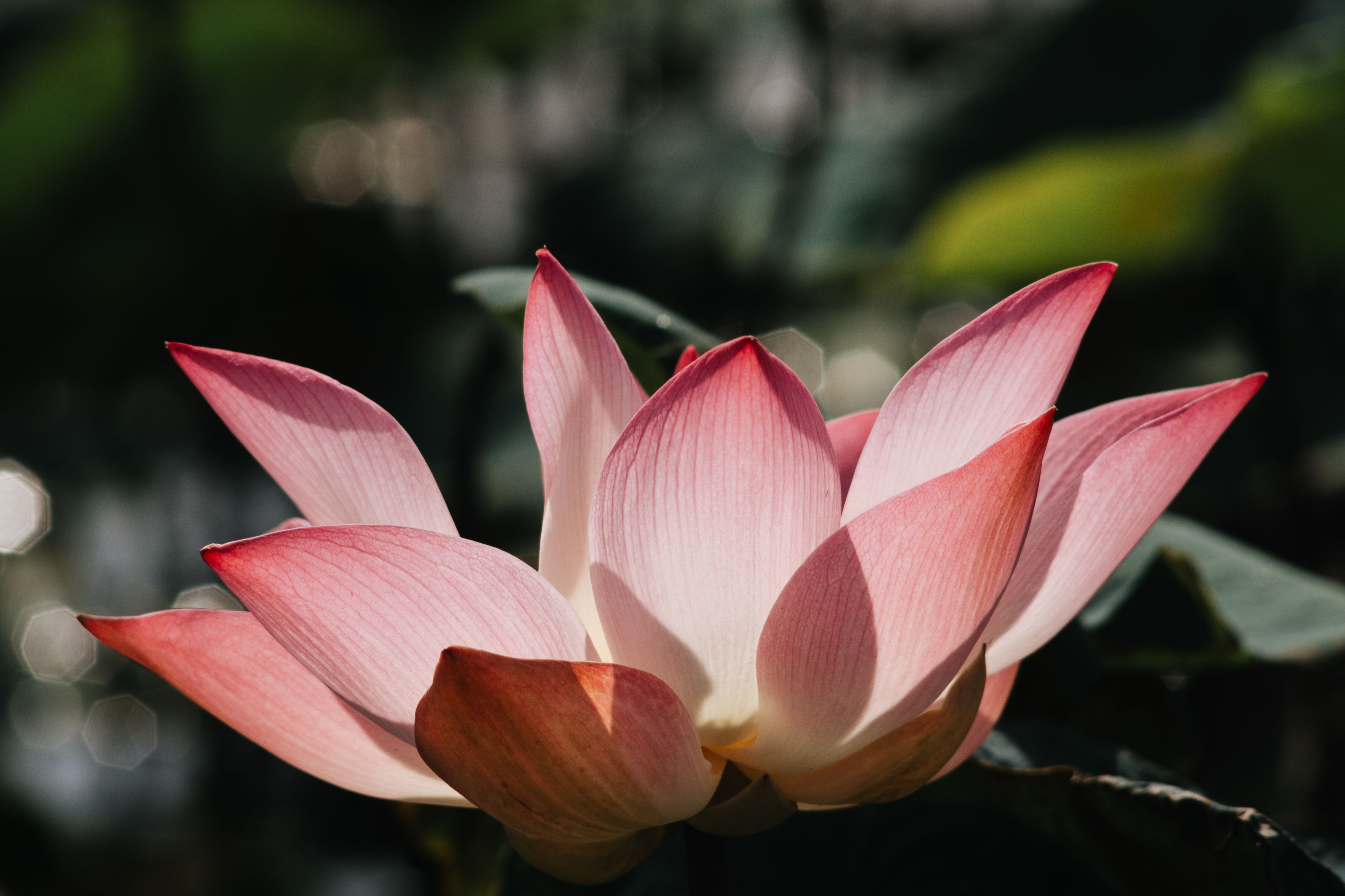 Beautiful Lotus Flower in Vietnamese Pond · Free Stock Photo