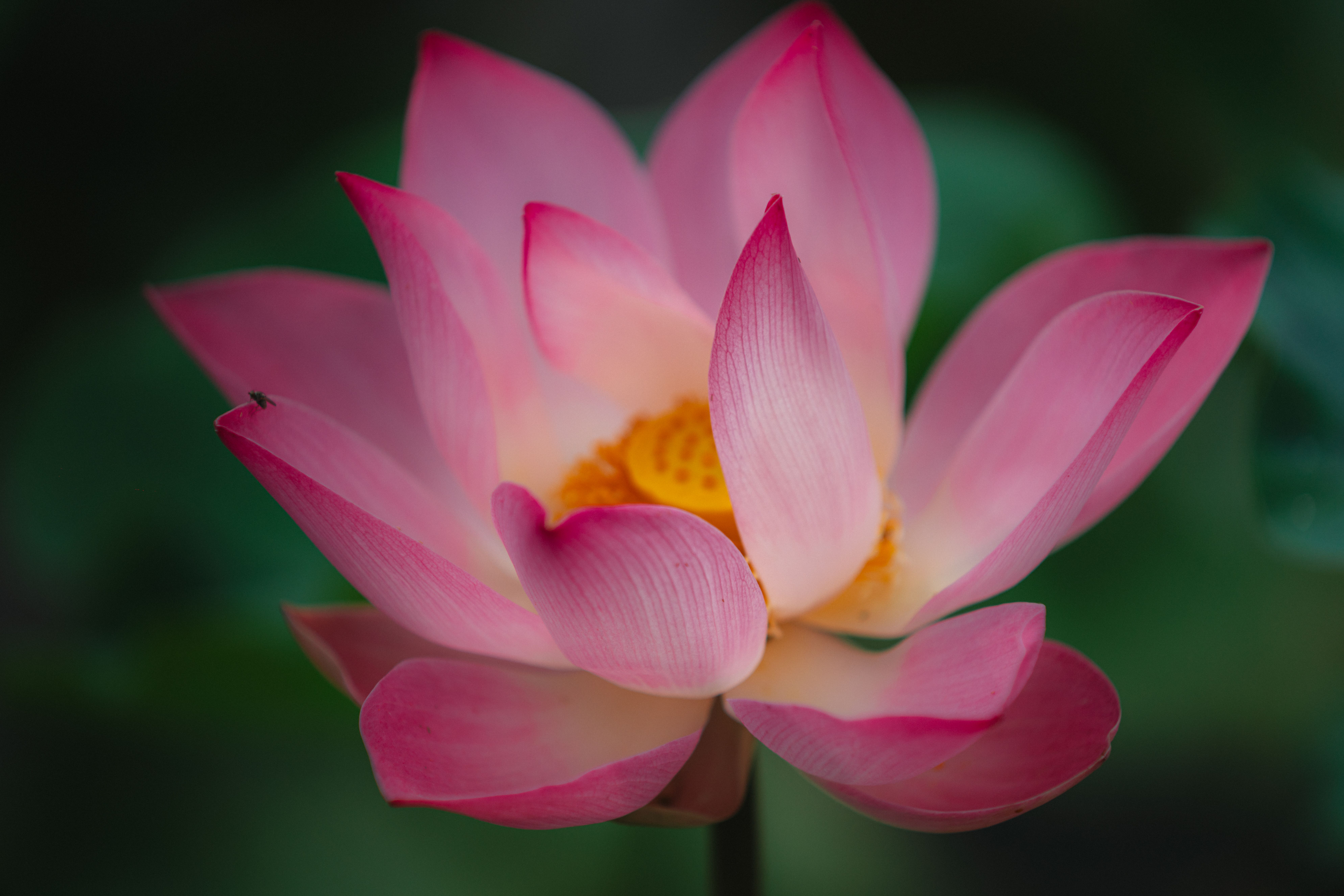 Vibrant Pink Lotus Flower in Bloom · Free Stock Photo