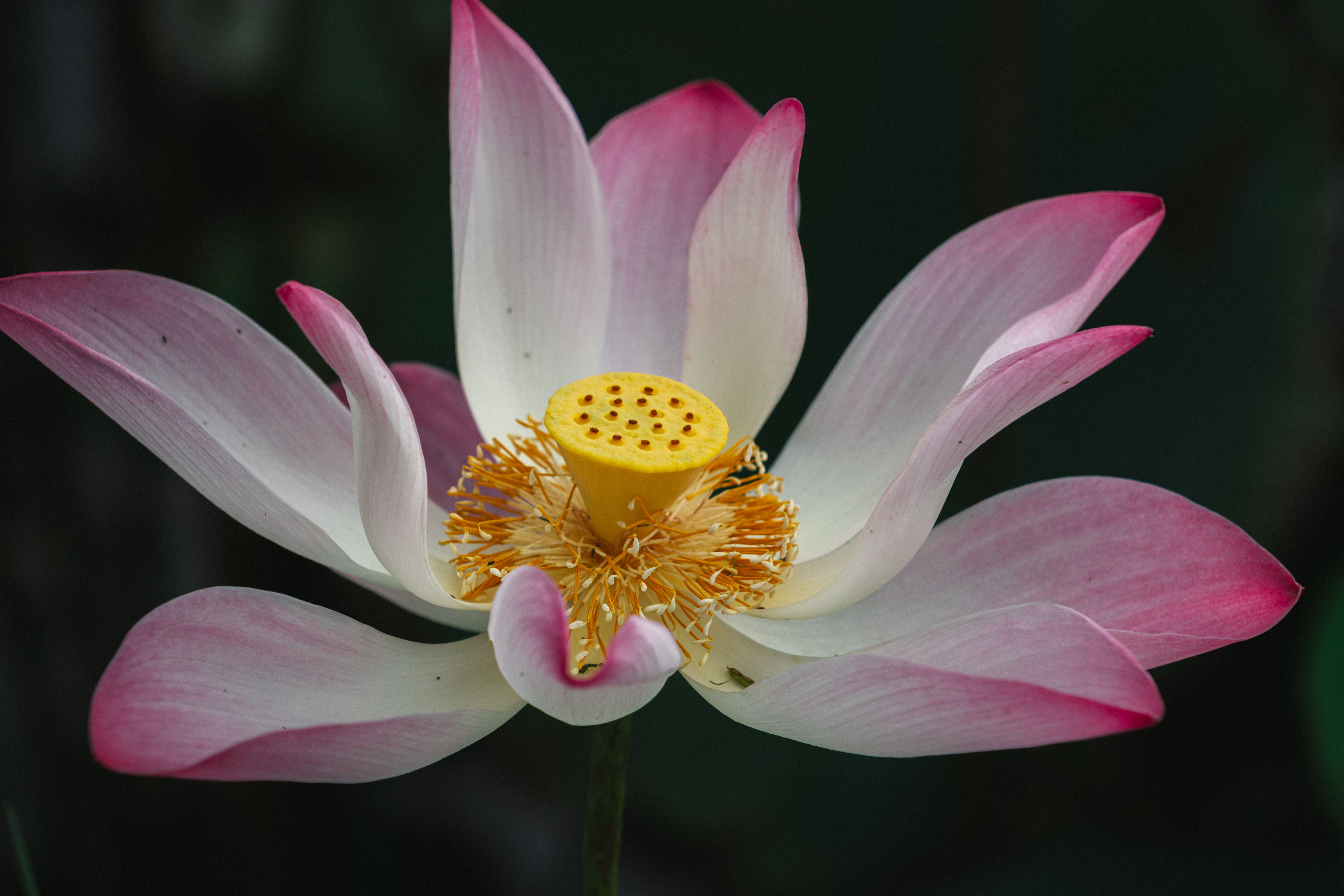 Blooming Lotus Flower Photos, Download The BEST Free Blooming Lotus ...