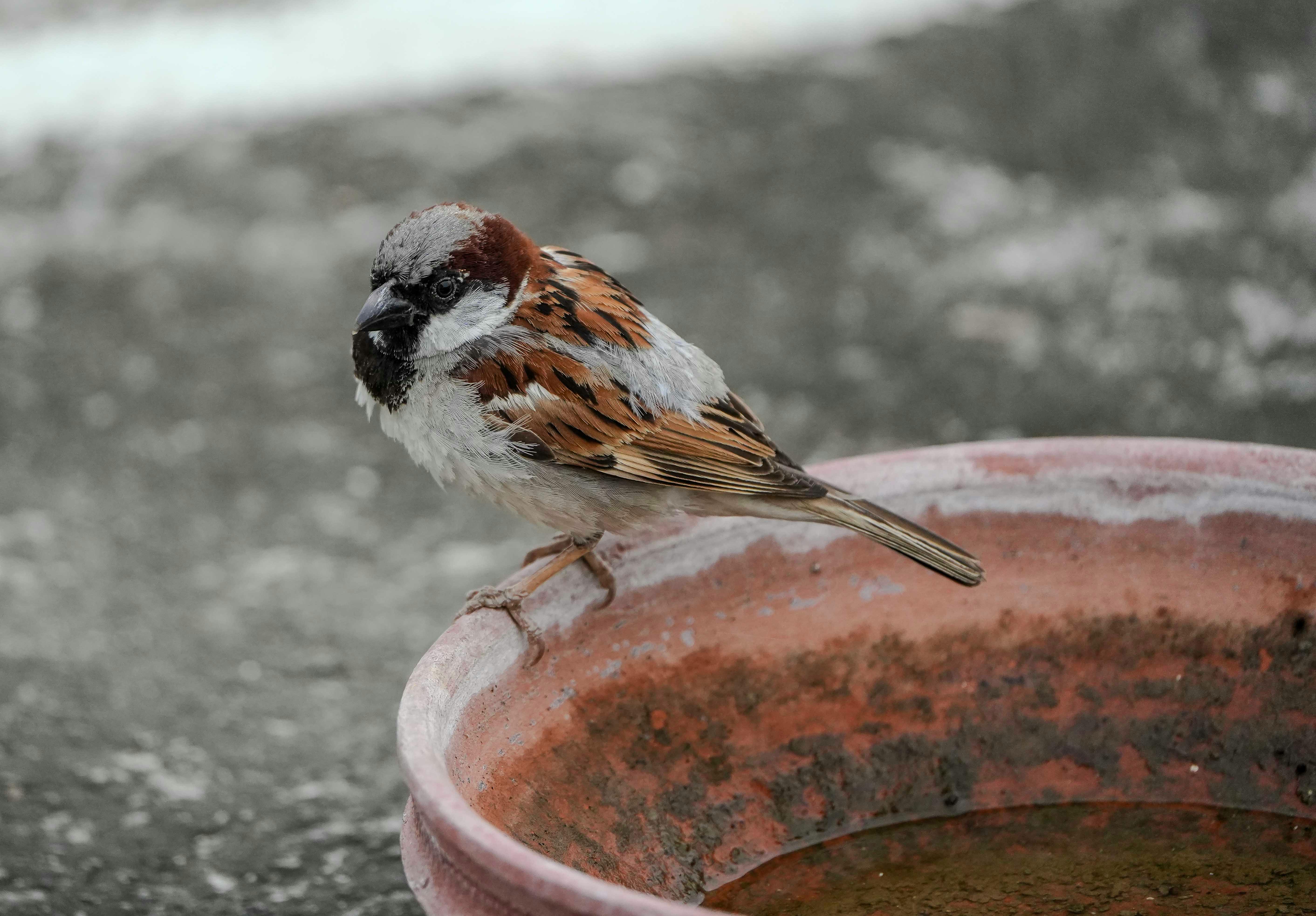 Terr ,Terra Photos, Download The BEST Free Terr ,Terra Stock Photos ...