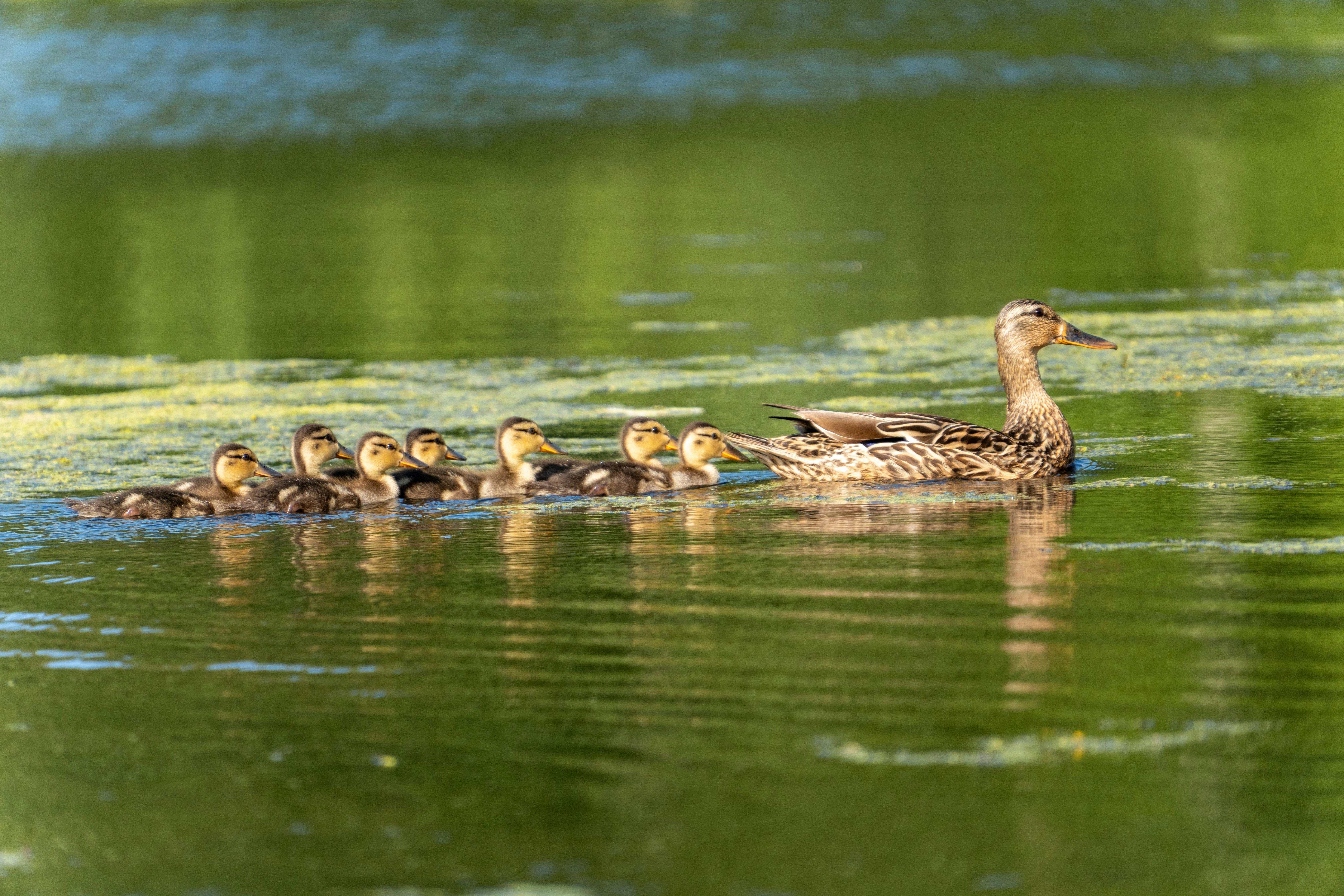Mother Duck Leading Ducklings Across a Pond · Free Stock Photo