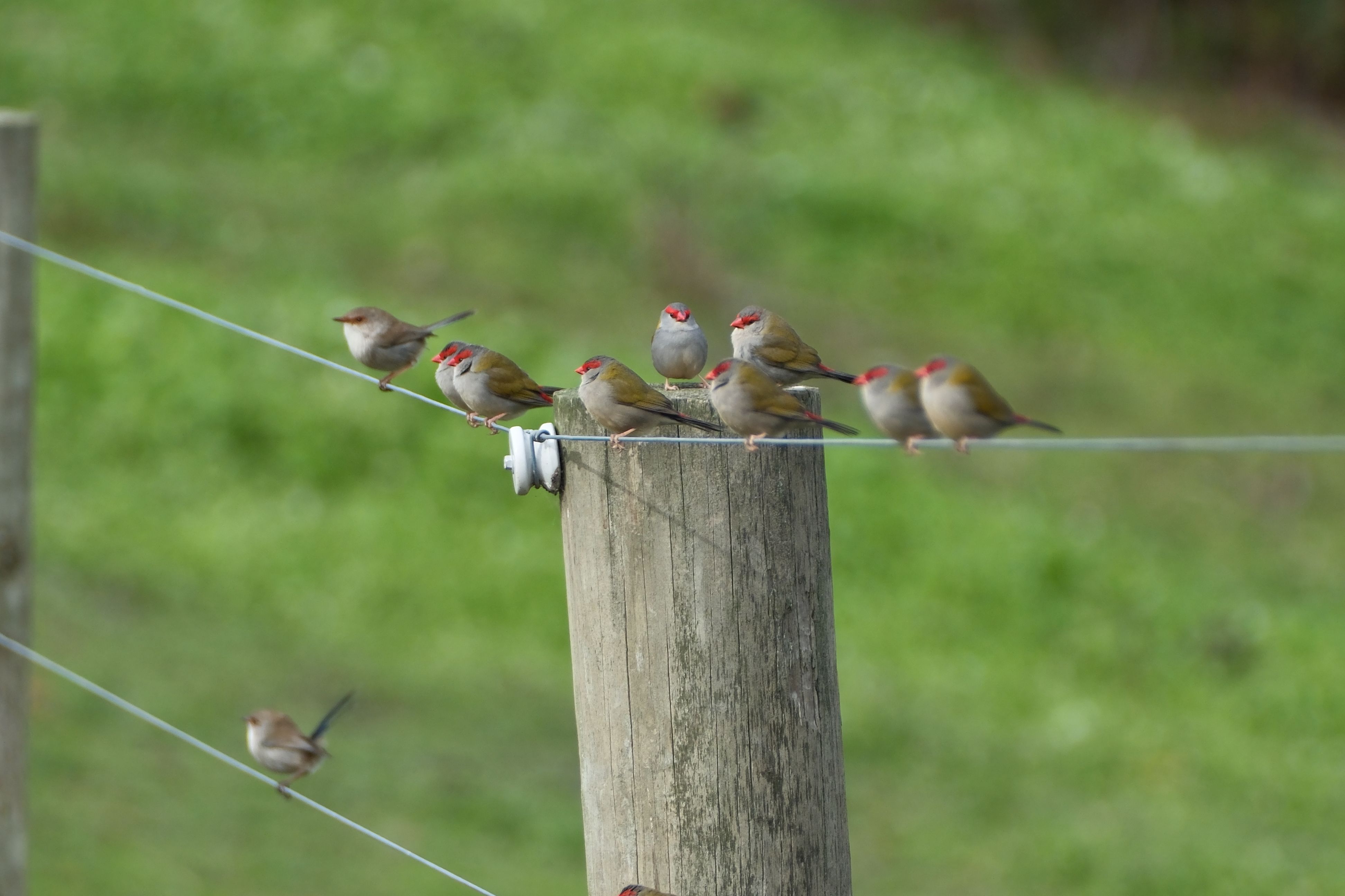 Flock of Red-Browed Finches on Fence Wire · Free Stock Photo