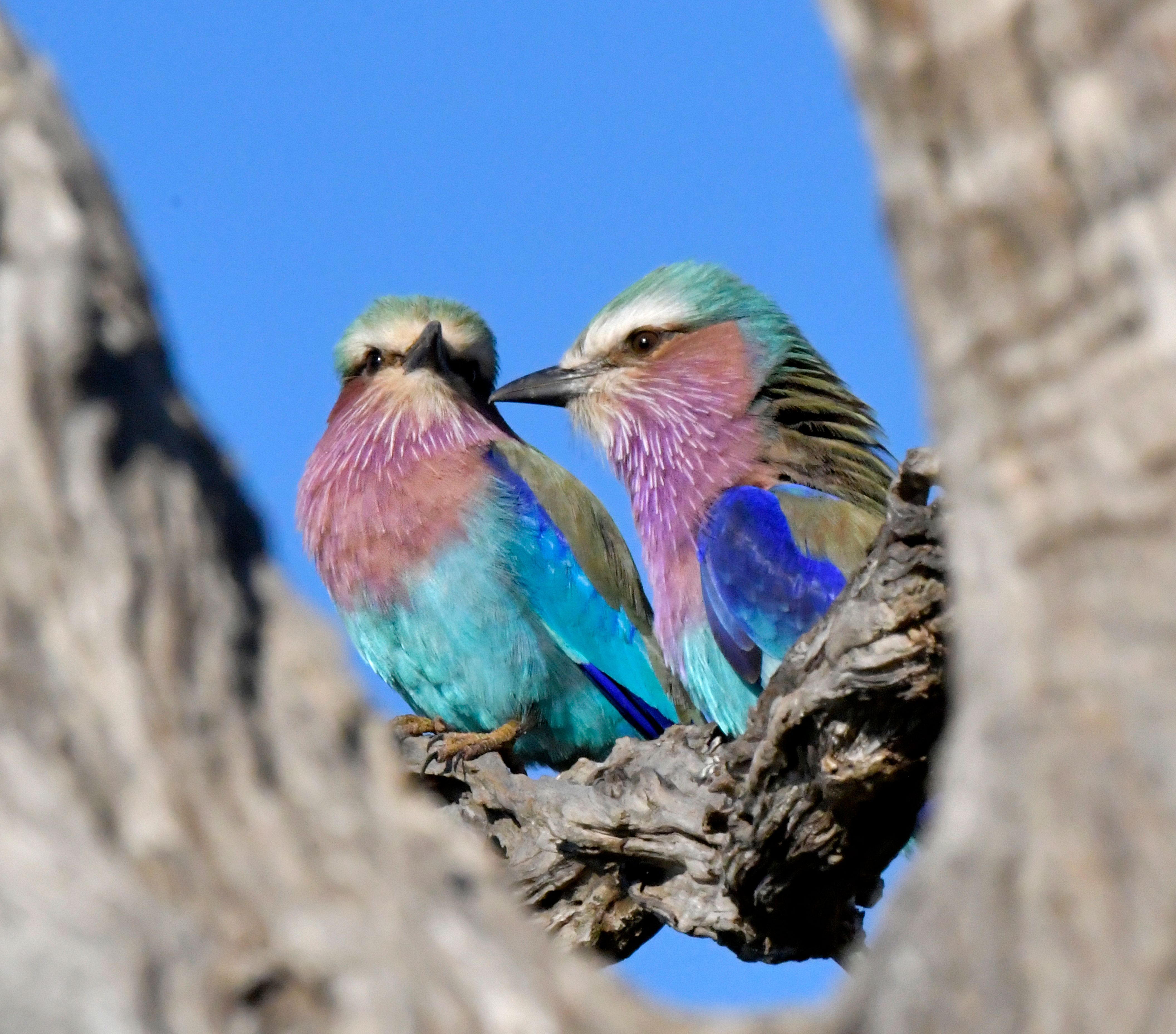 Lilac-breasted Rollers in South African Tree · Free Stock Photo