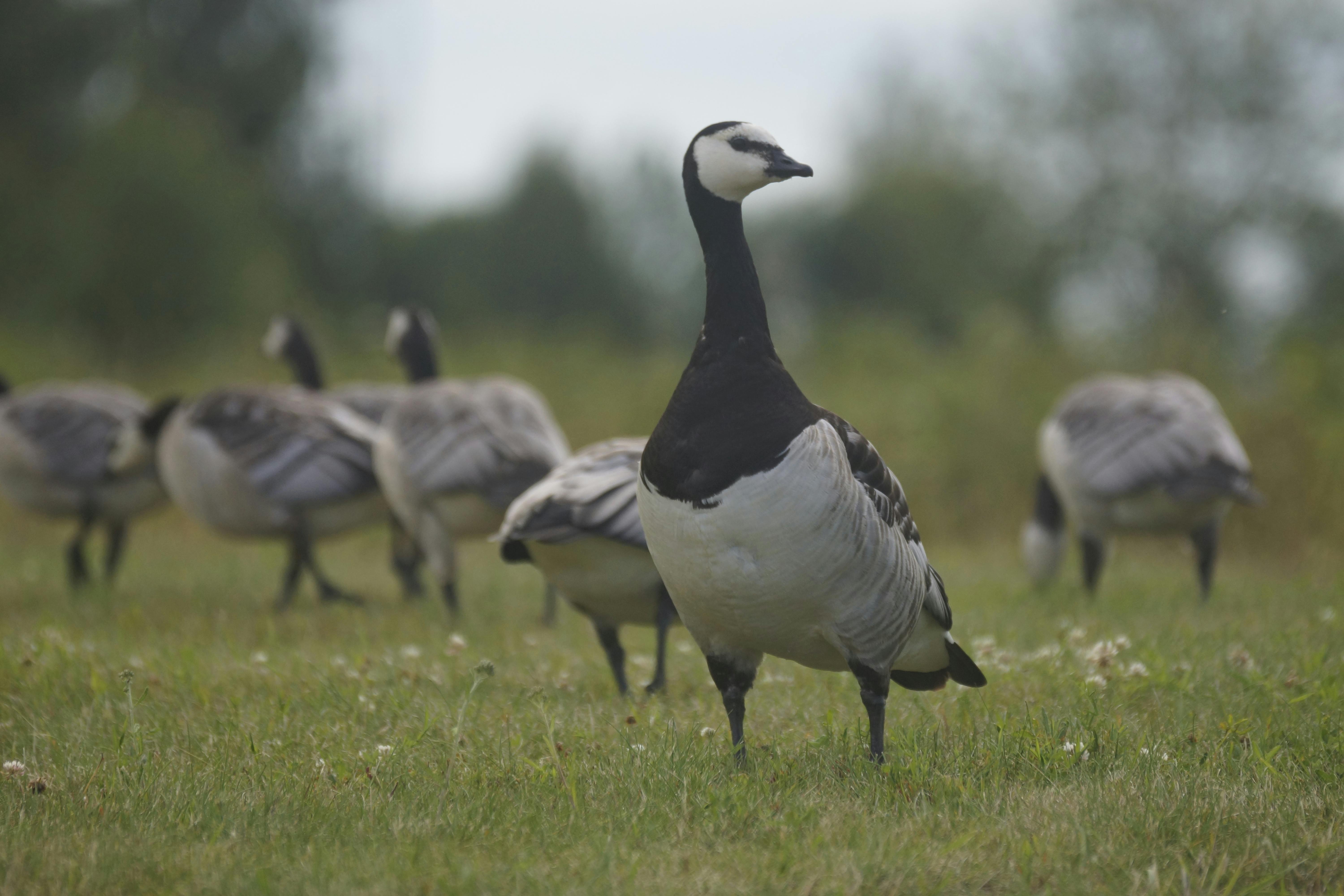 Geese Photos, Download The BEST Free Geese Stock Photos & HD Images
