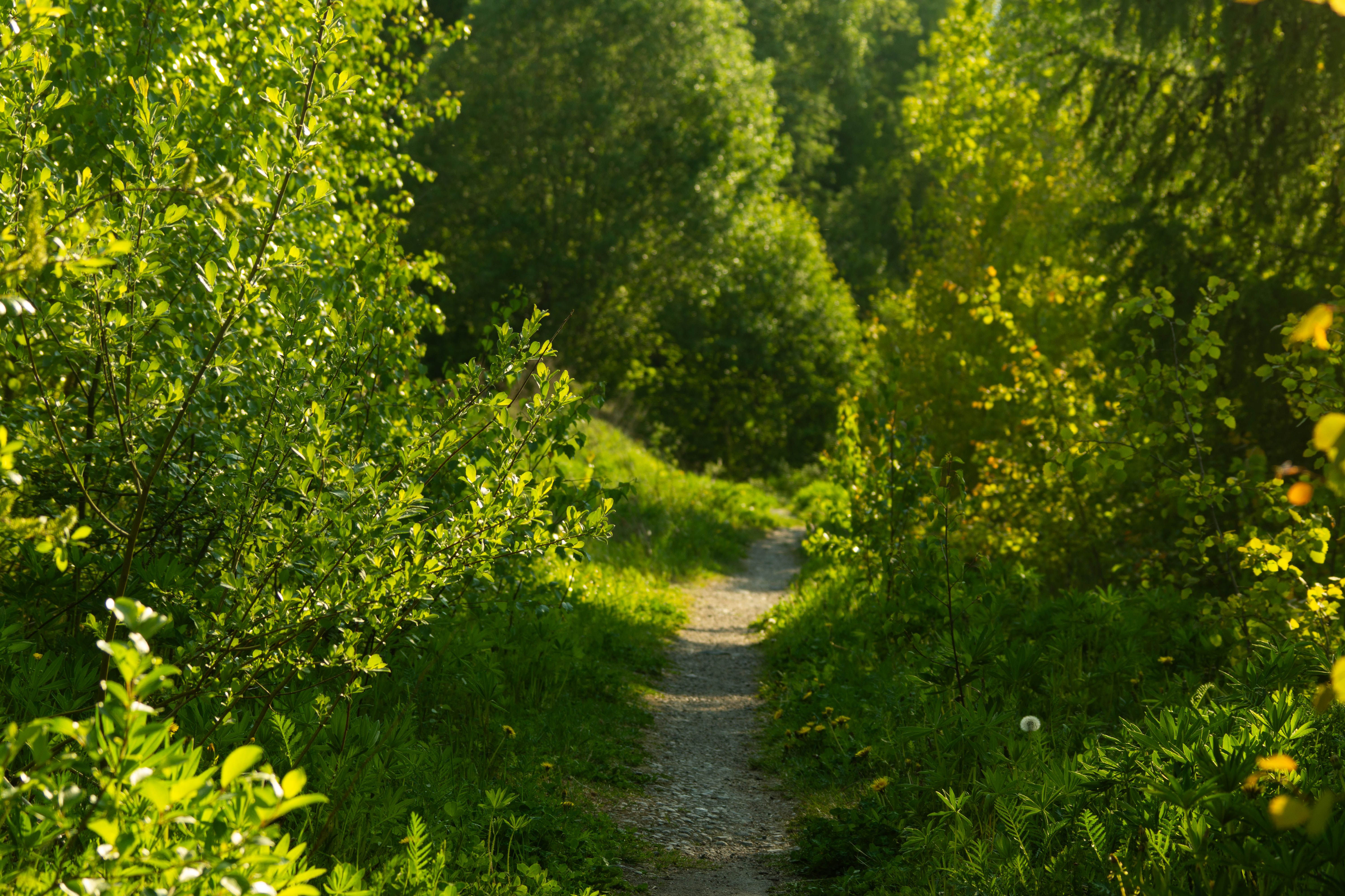 Serene Forest Pathway in Vibrant Summer Greenery · Free Stock Photo