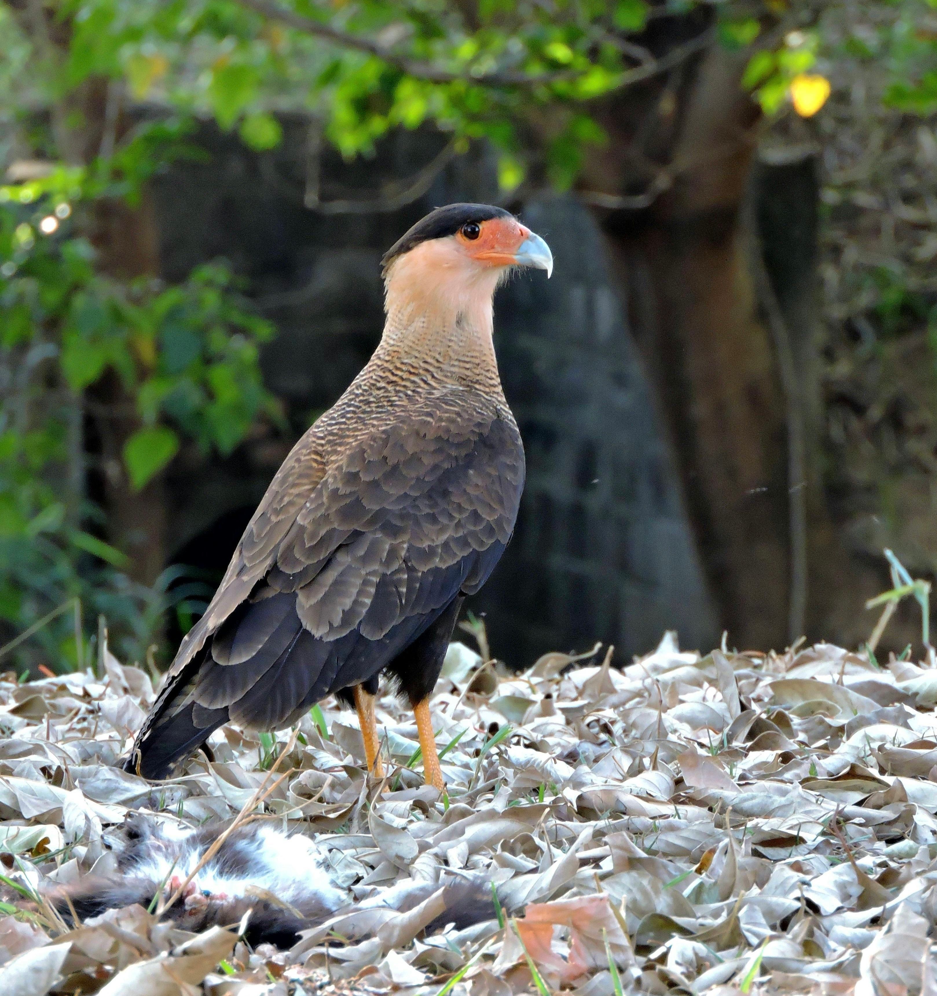 Crested Caracara in Leafy Habitat · Free Stock Photo