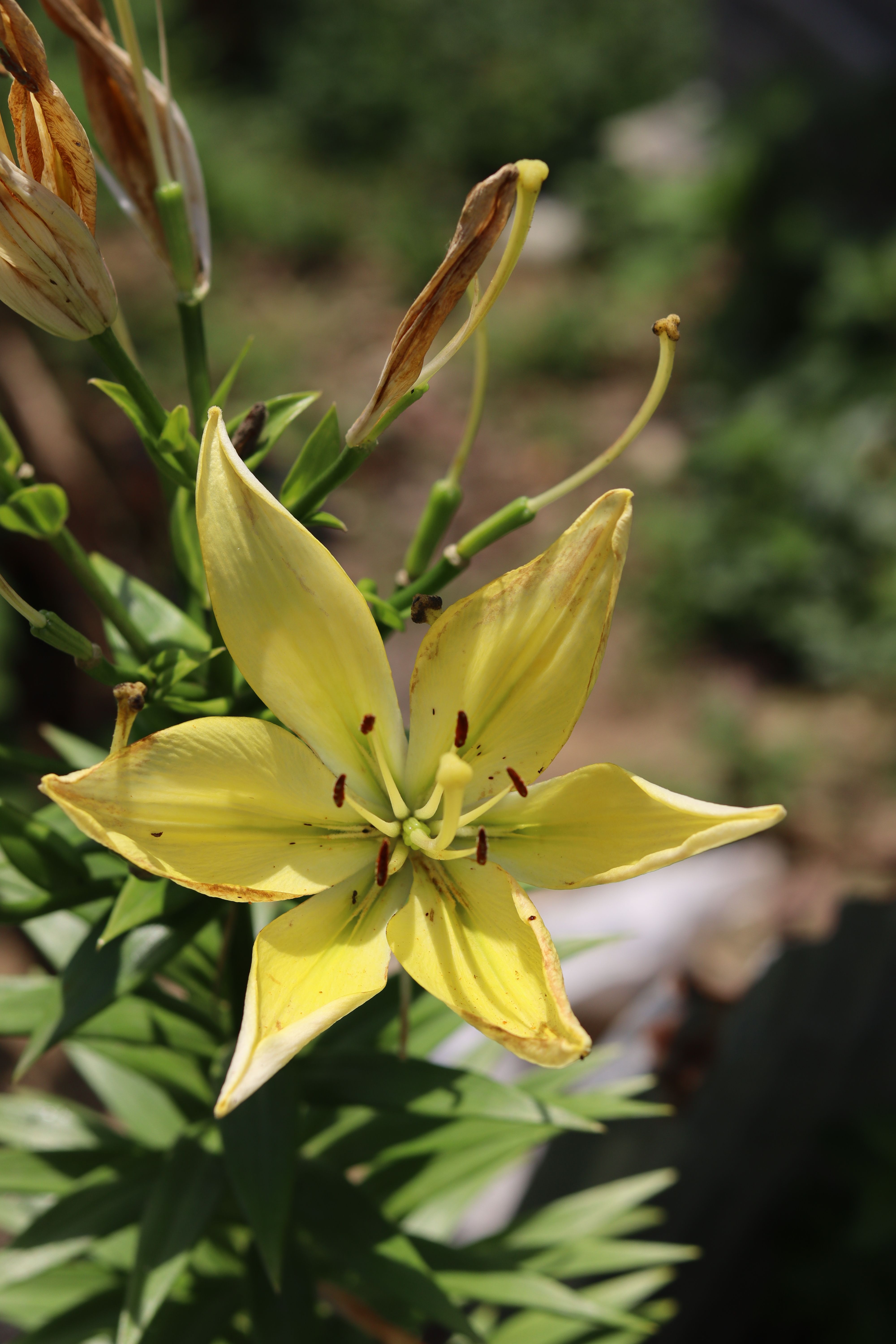 Close-up of a Vibrant Yellow Lily in Bloom · Free Stock Photo