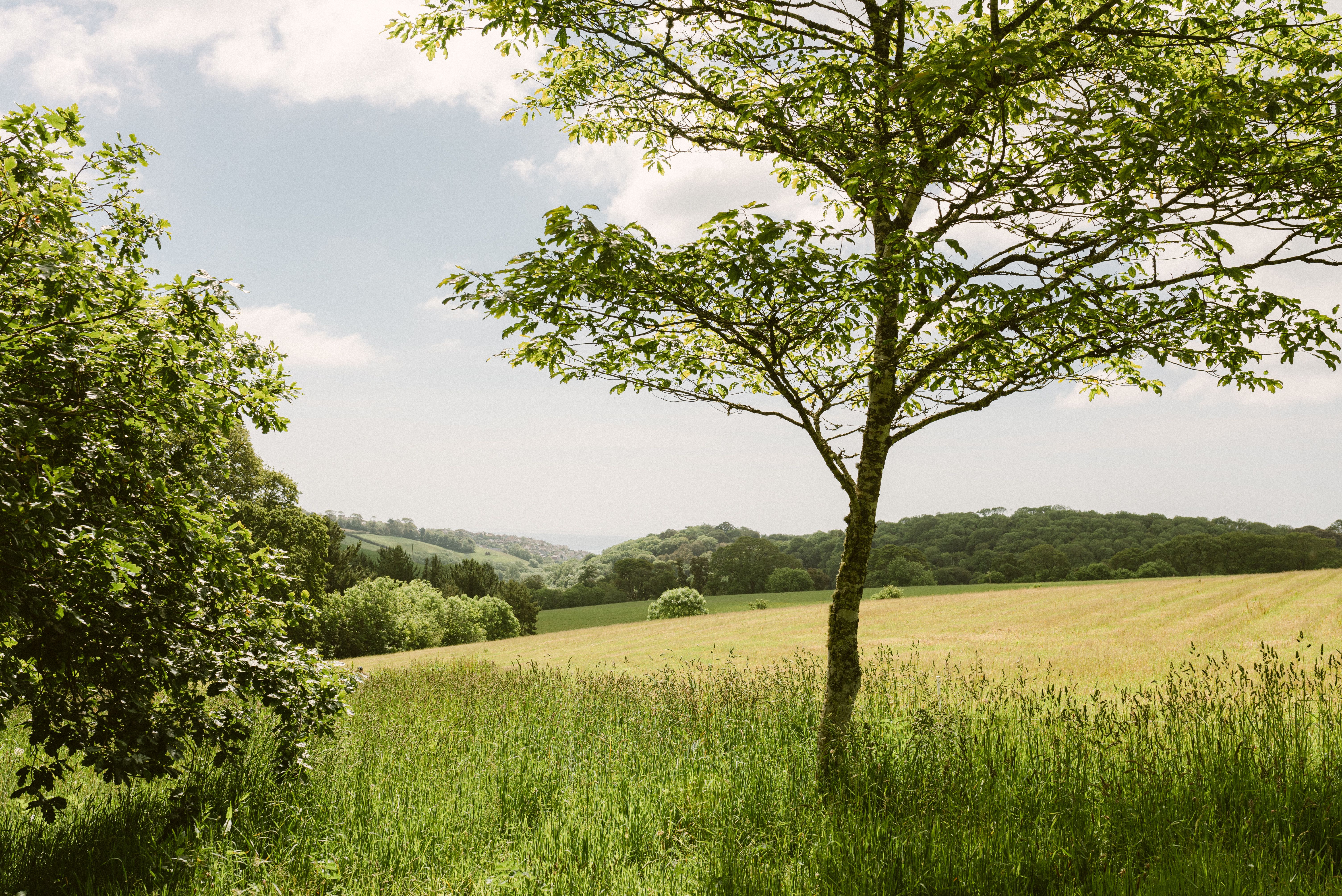 Scenic English Countryside with Lush Green Fields · Free Stock Photo