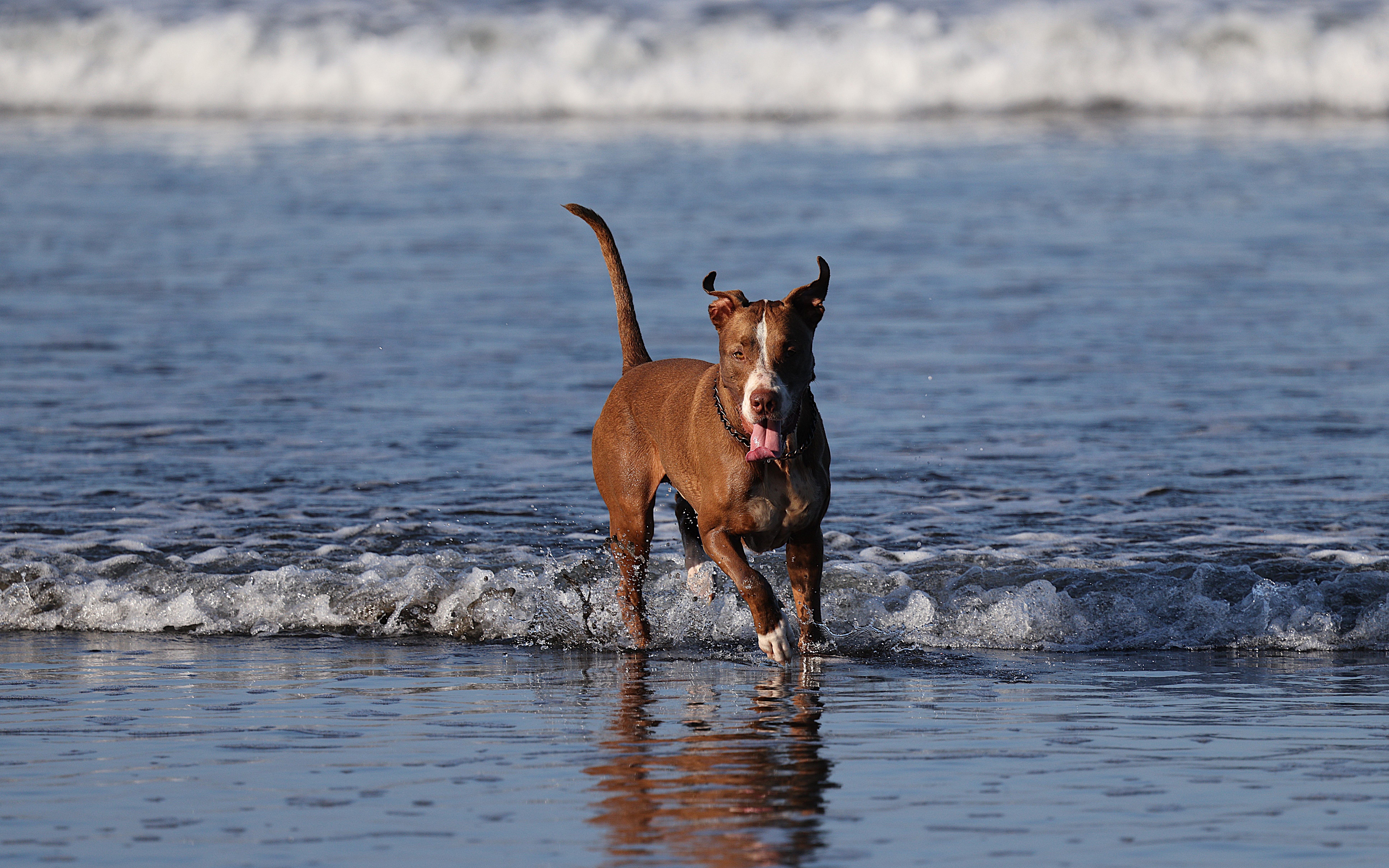 Happy Dog Playing in Ocean Waves at Beach · Free Stock Photo