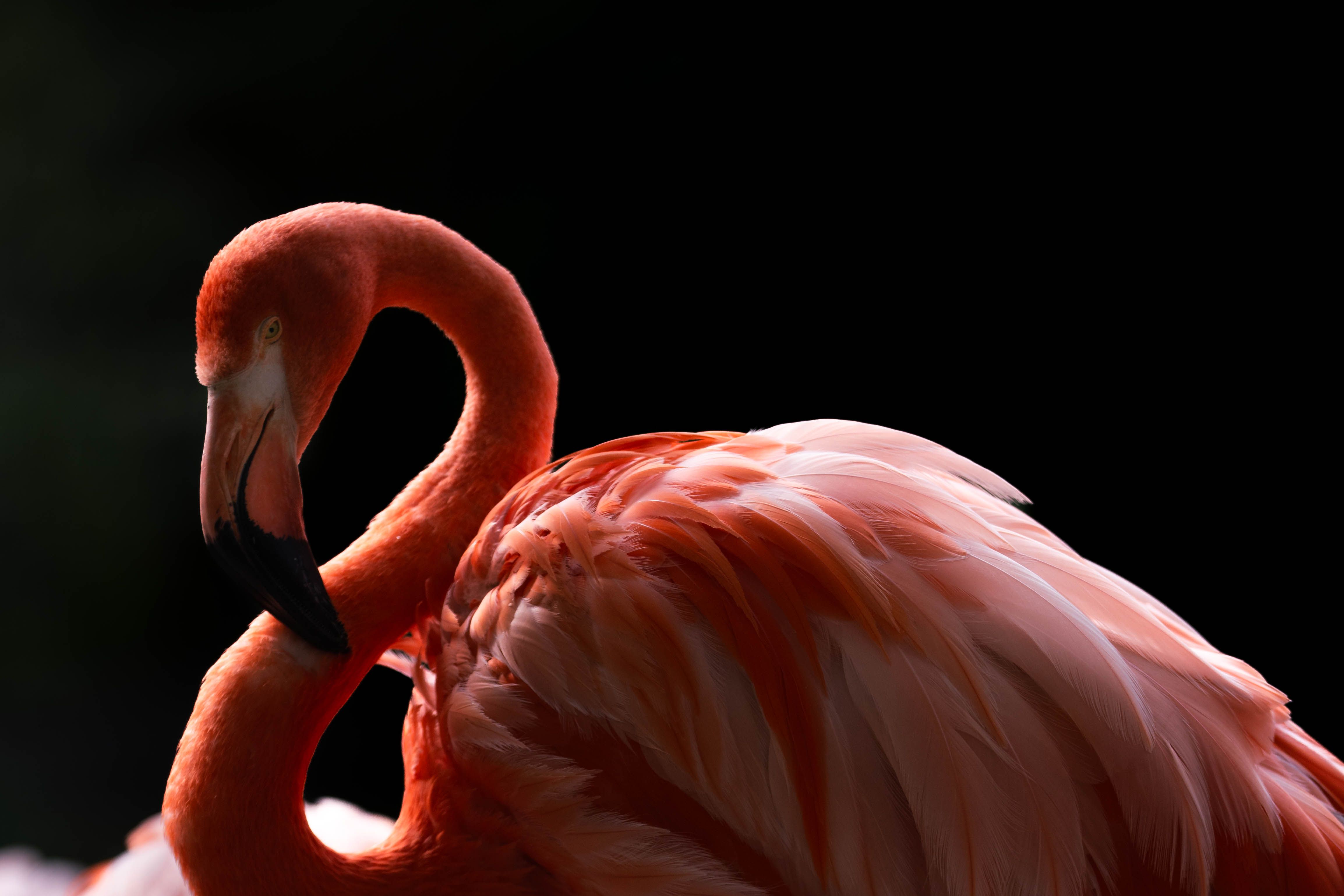 Flamingo Exhibition Photos, Download The BEST Free Flamingo Exhibition ...