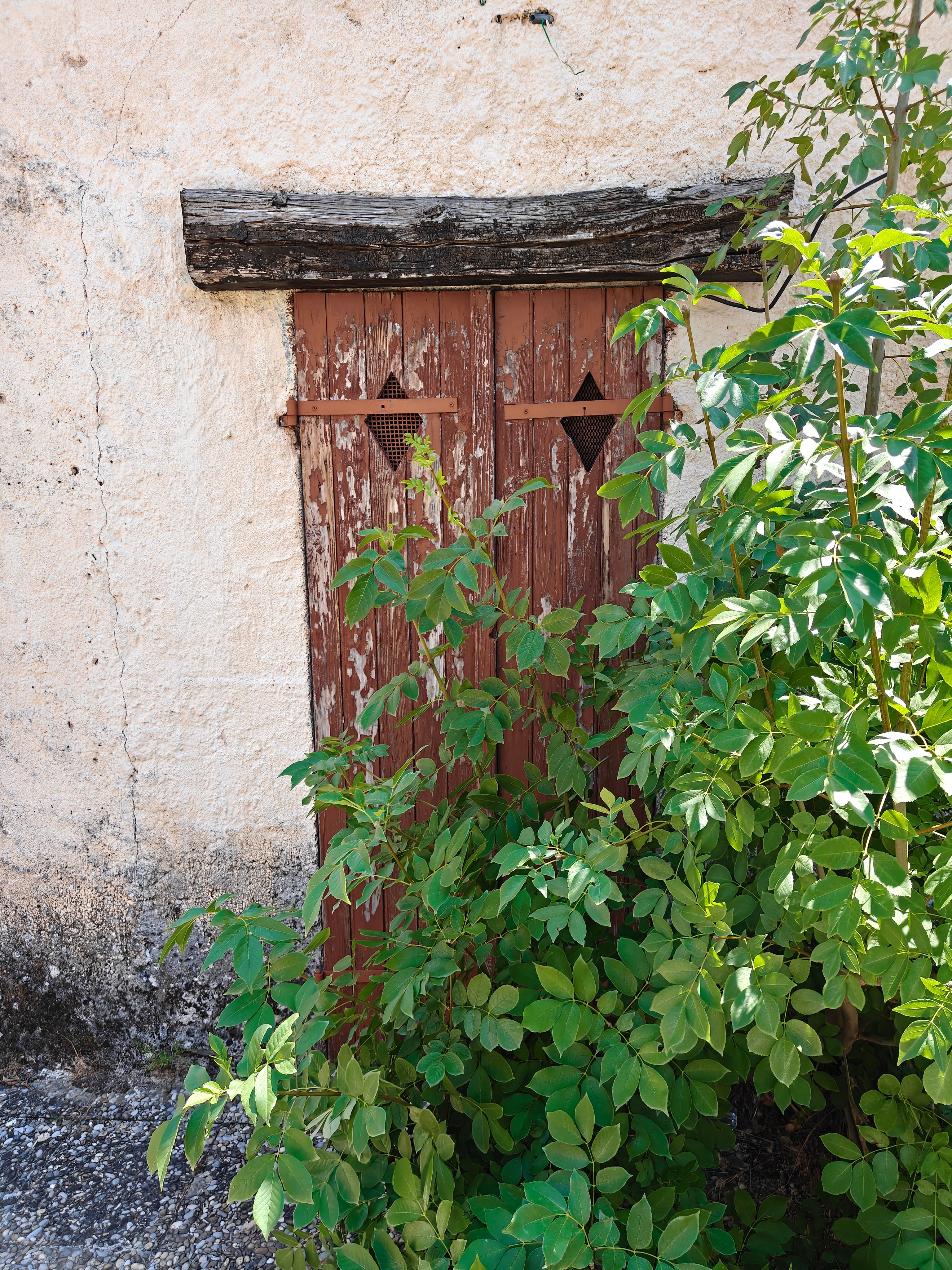 Rustic Wooden Door with Overgrown Greenery · Free Stock Photo