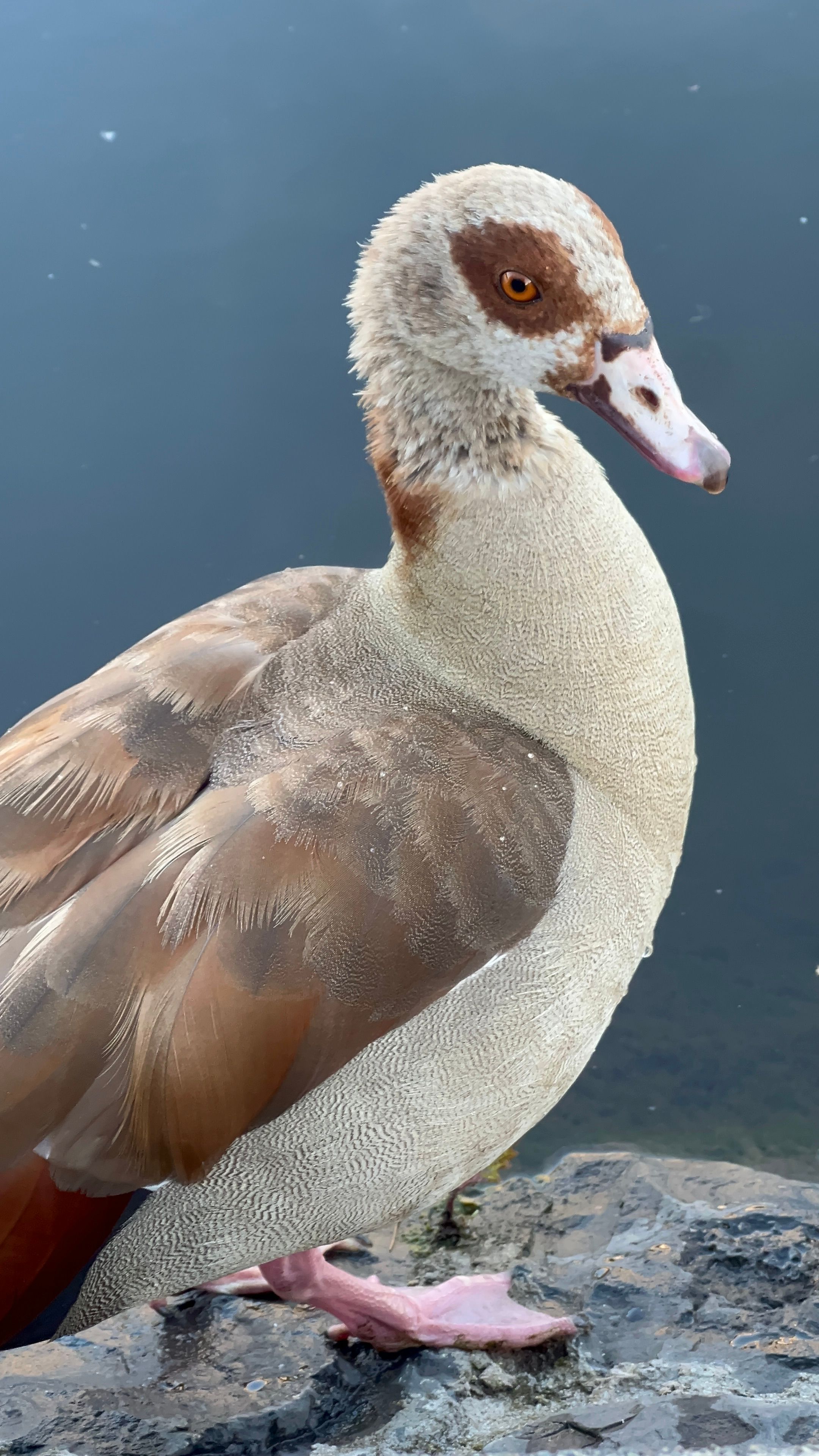 Bits Geese Photos, Download The BEST Free Bits Geese Stock Photos & HD ...