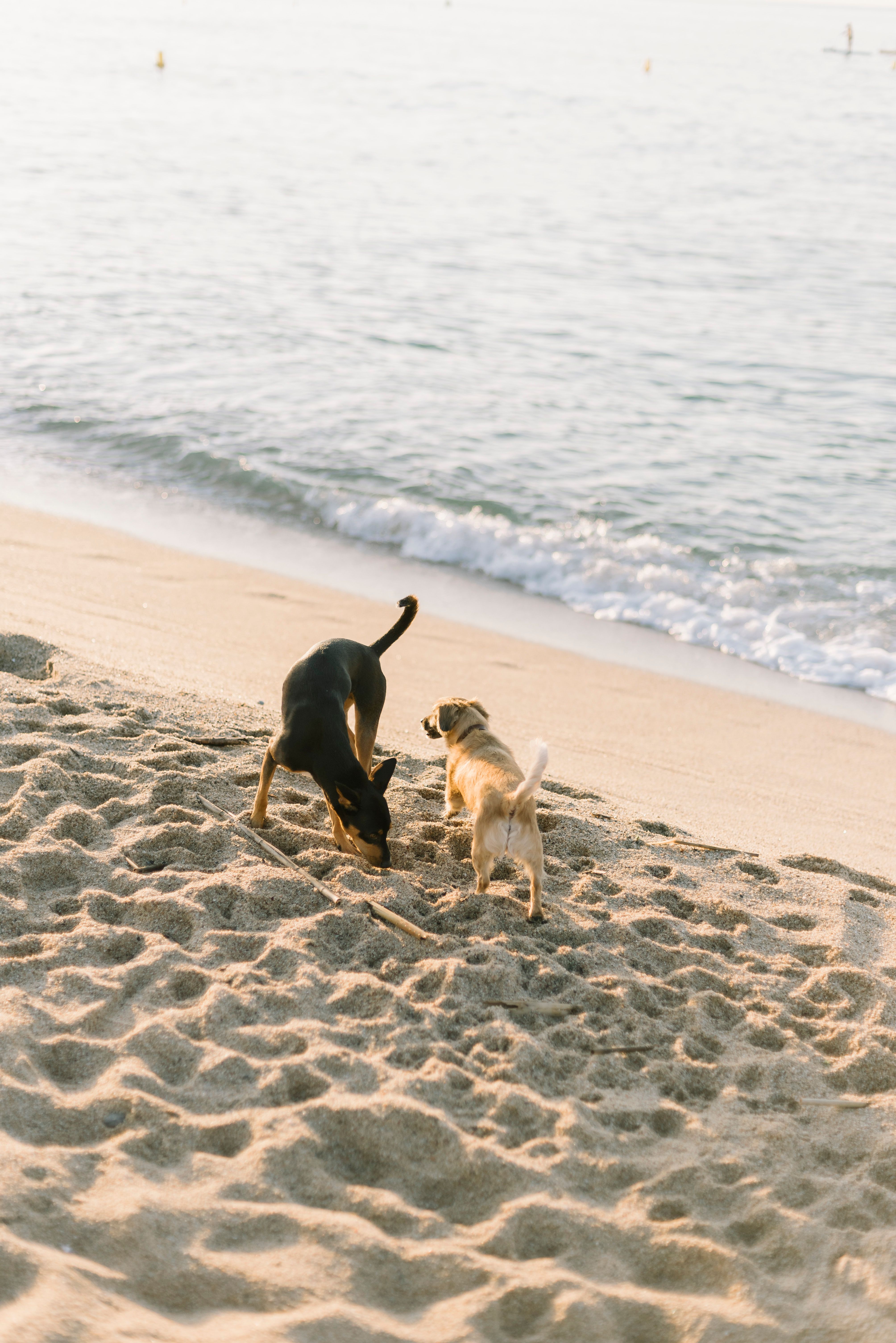 Playful Dogs on a Sunlit Sandy Beach · Free Stock Photo
