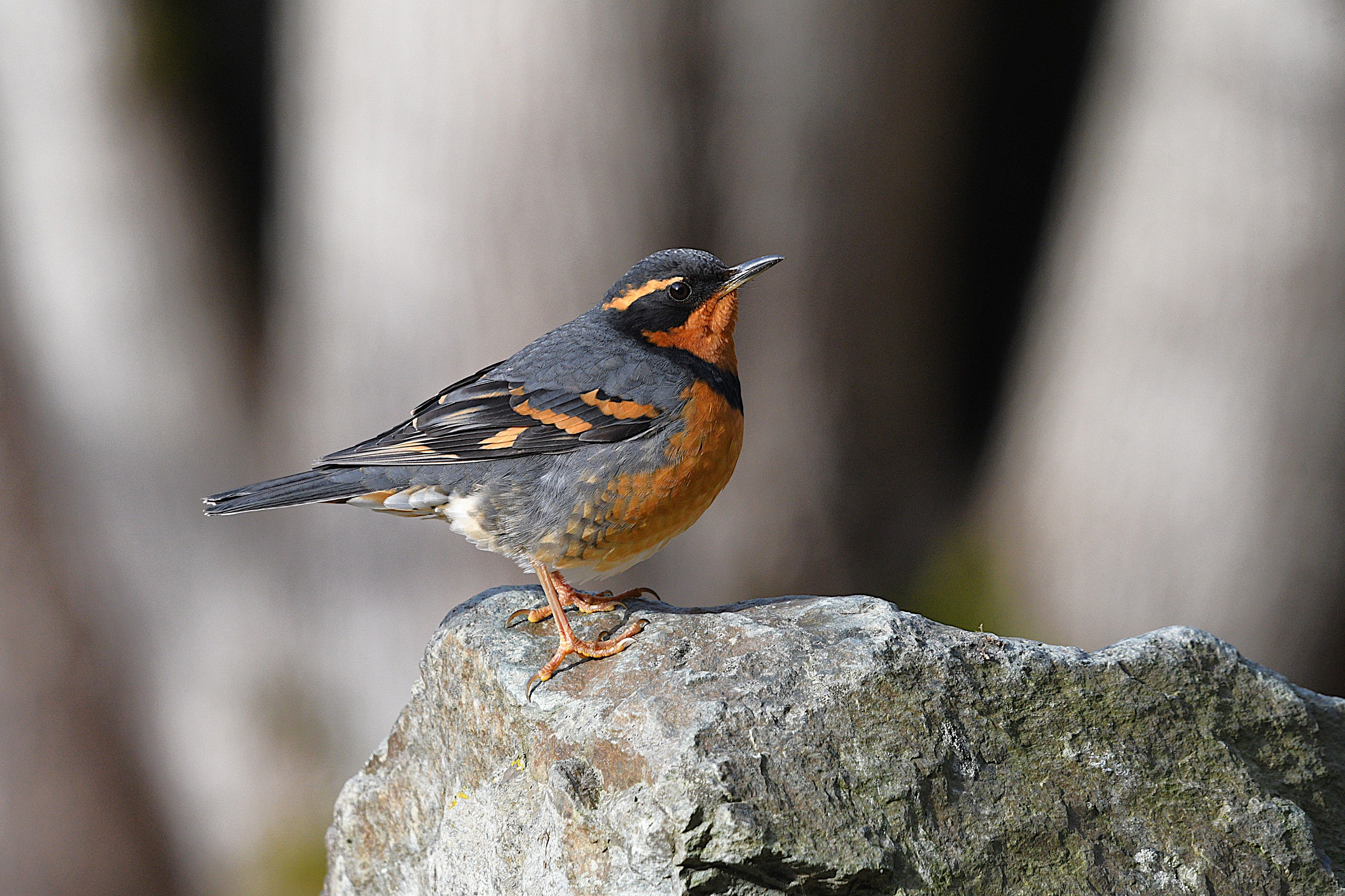 Close-up of a Varied Thrush on a Rock · Free Stock Photo