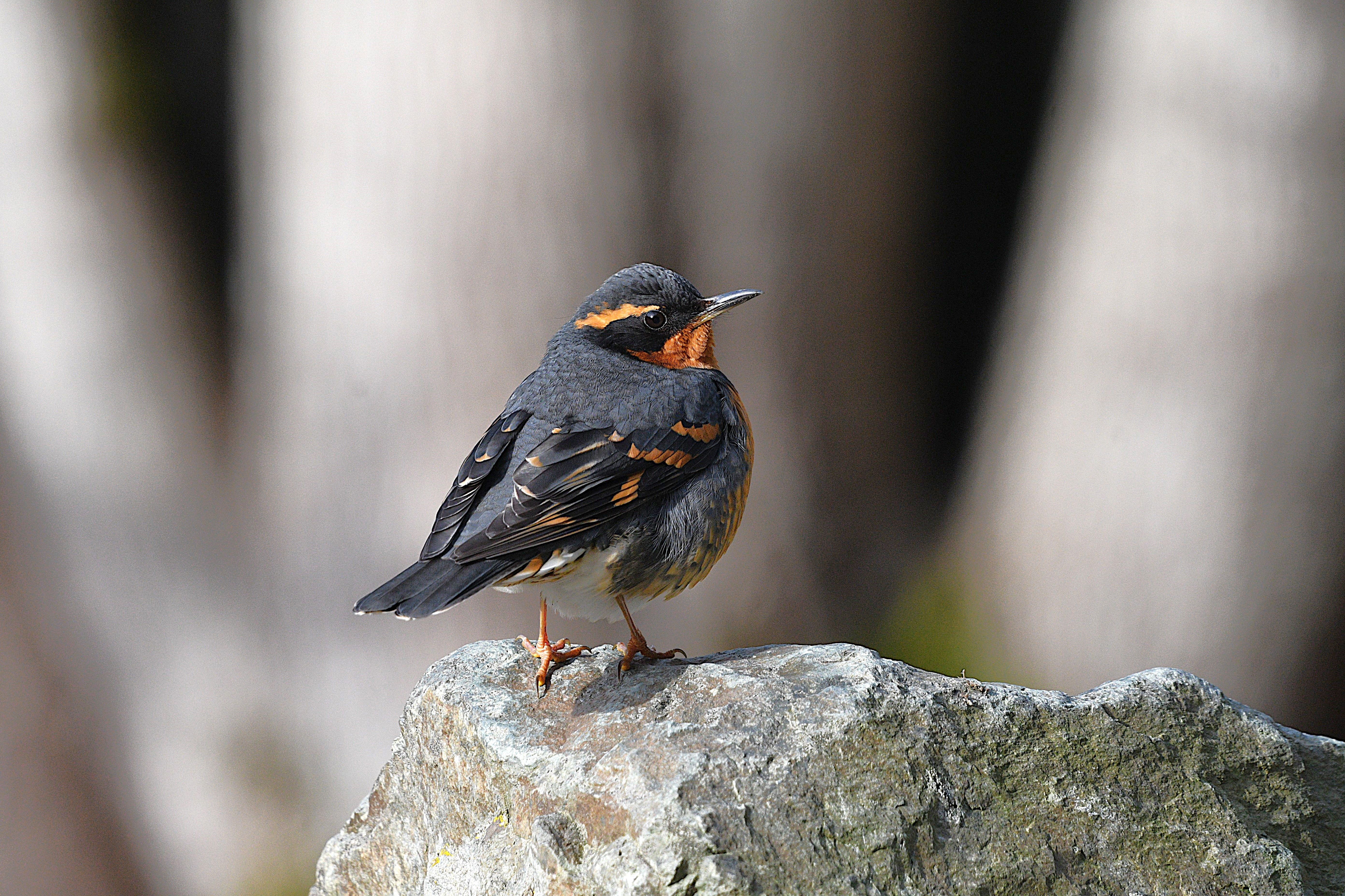 Varied Thrush on a Rock in Natural Habitat · Free Stock Photo