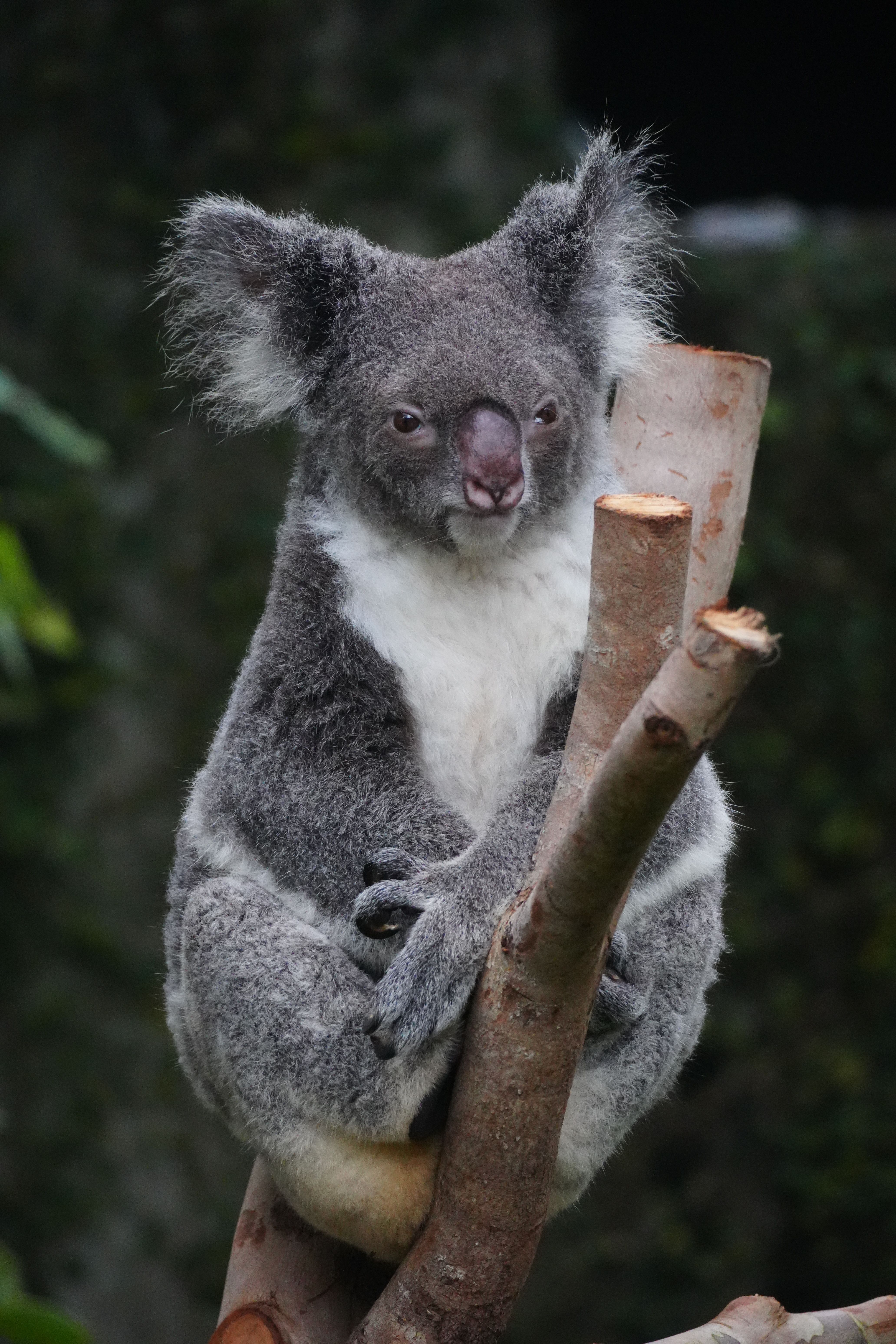 Koala Sitting on Branch in Natural Habitat · Free Stock Photo