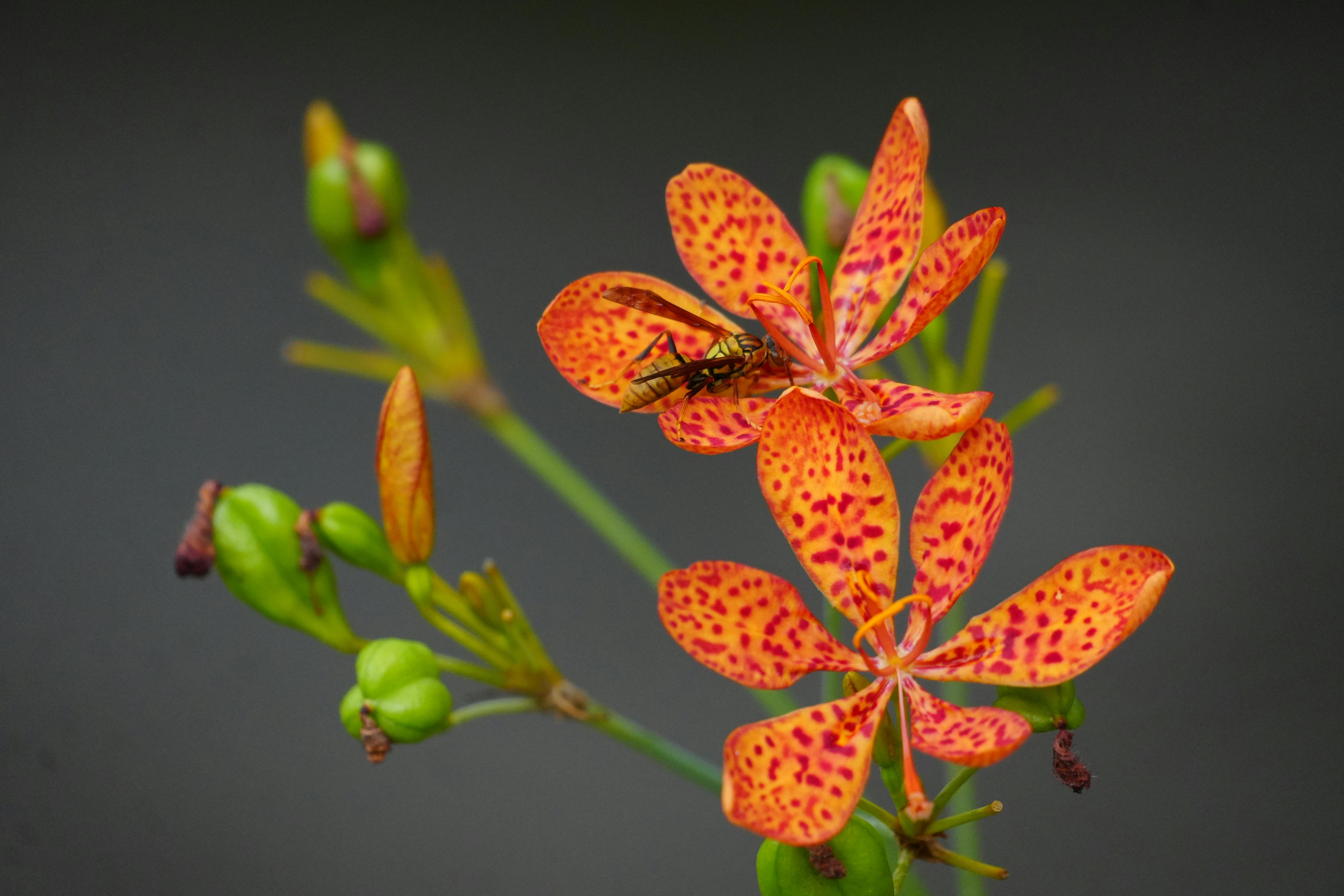 Vibrant Leopard Flower with Wasp on Petal Close-Up · Free Stock Photo