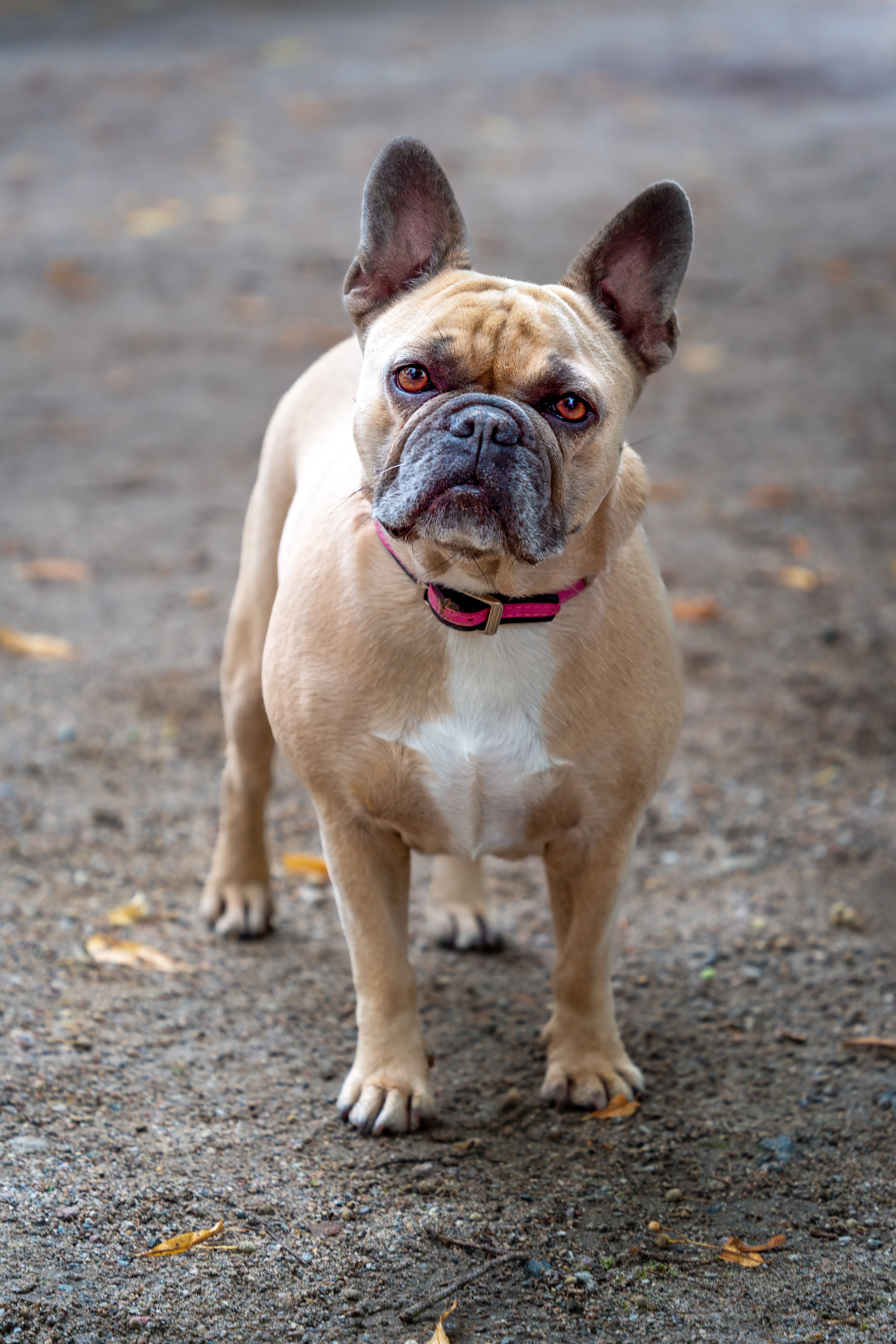 Fall Bulldog Photos, Download The BEST Free Fall Bulldog Stock Photos ...