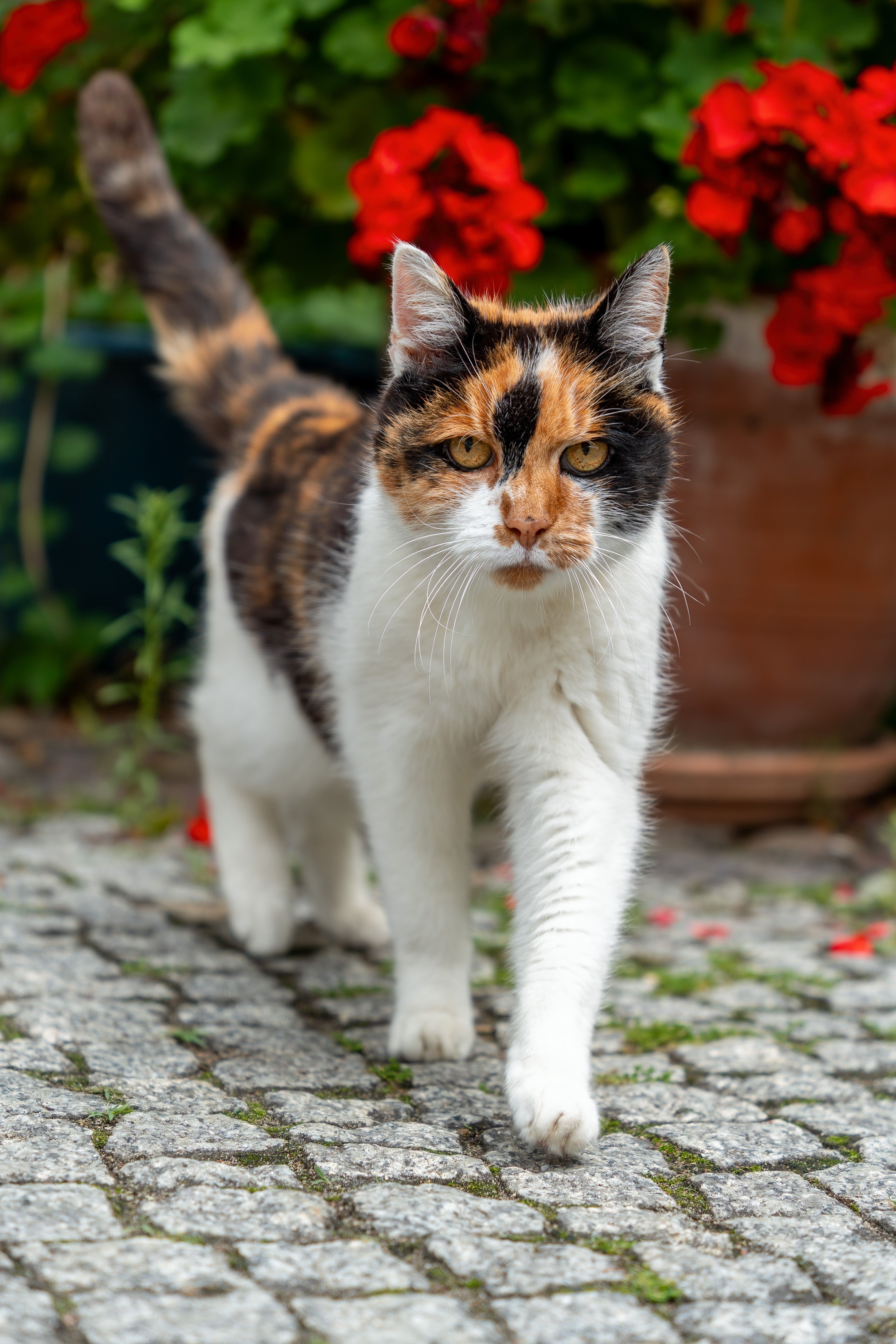 Calico Cat Walking Outdoors by Blossoming Flowers · Free Stock Photo