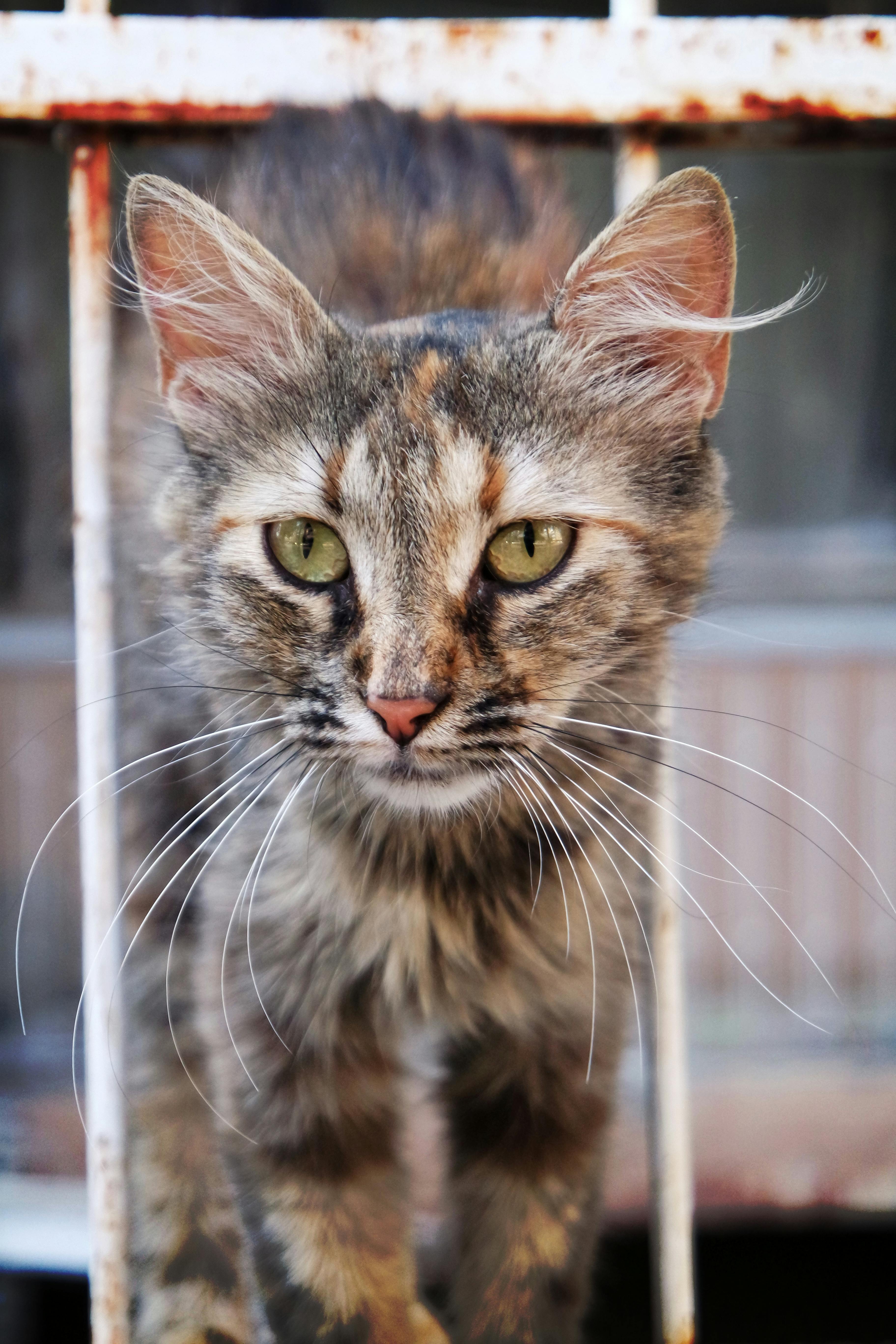 Cat With Attitude Wallpaper Photos, Download The BEST Free Cat With ...