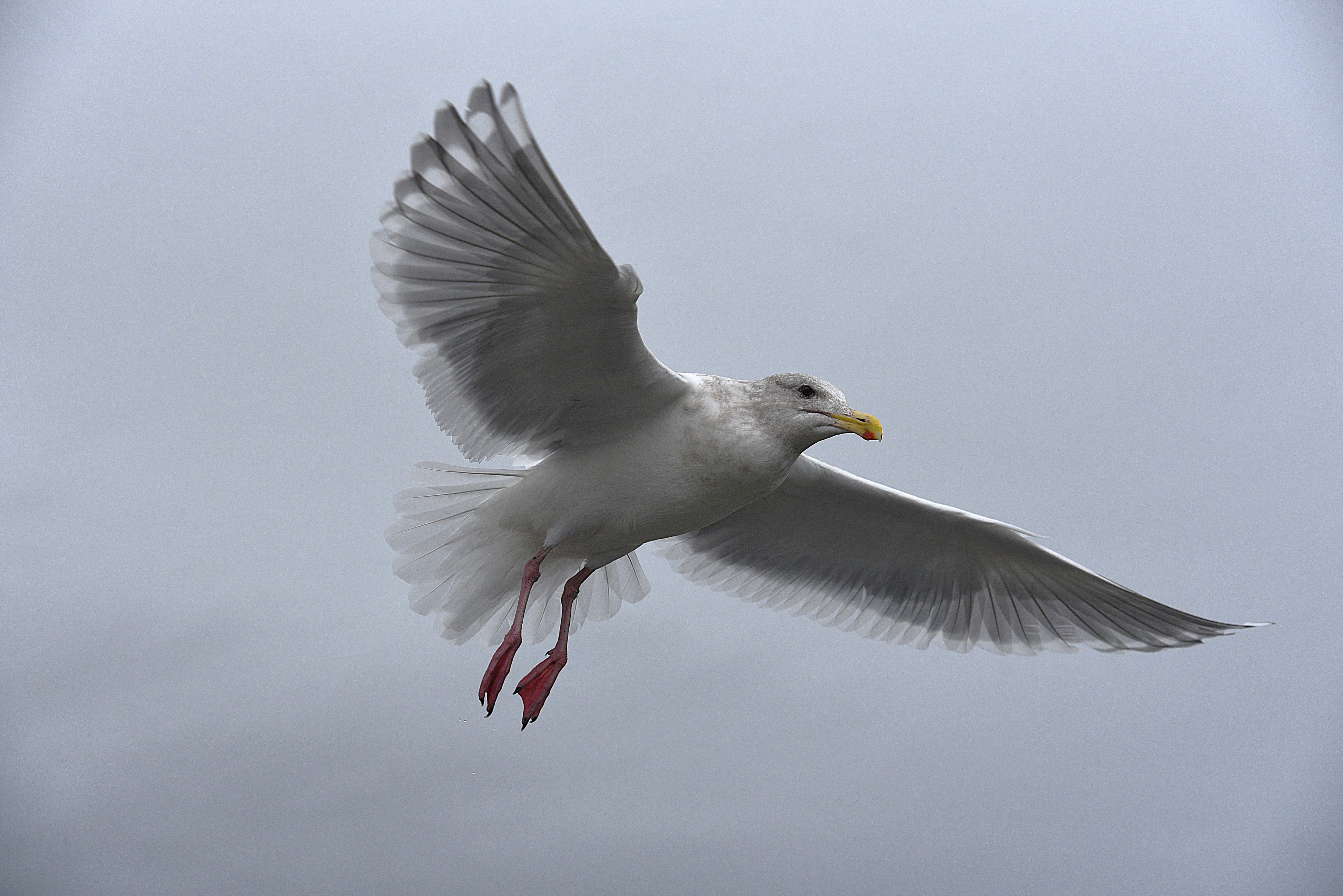 Close-up of a Flying Seagull · Free Stock Photo