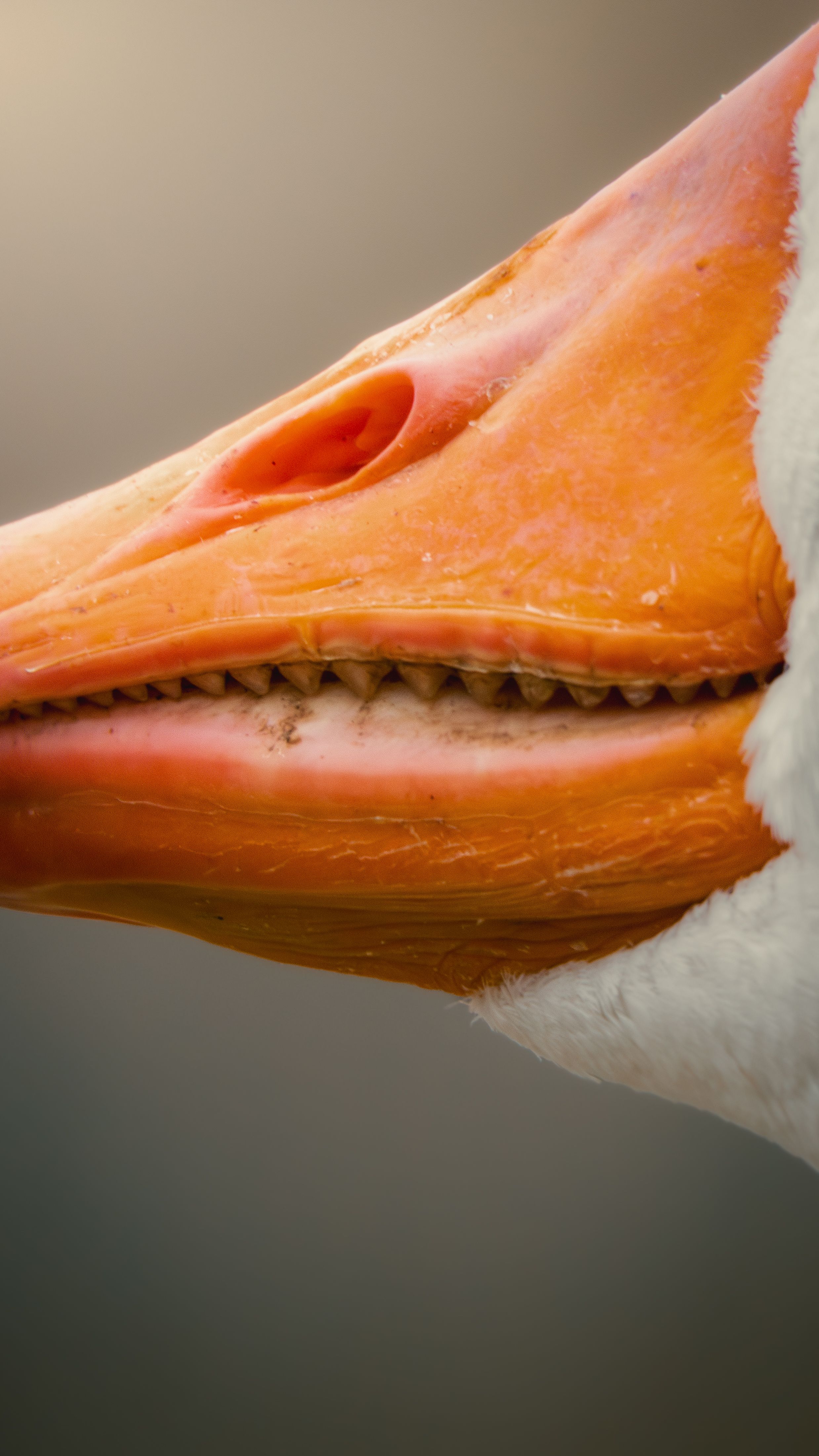 Close-Up of a Pelican's Beak in Argentina · Free Stock Photo