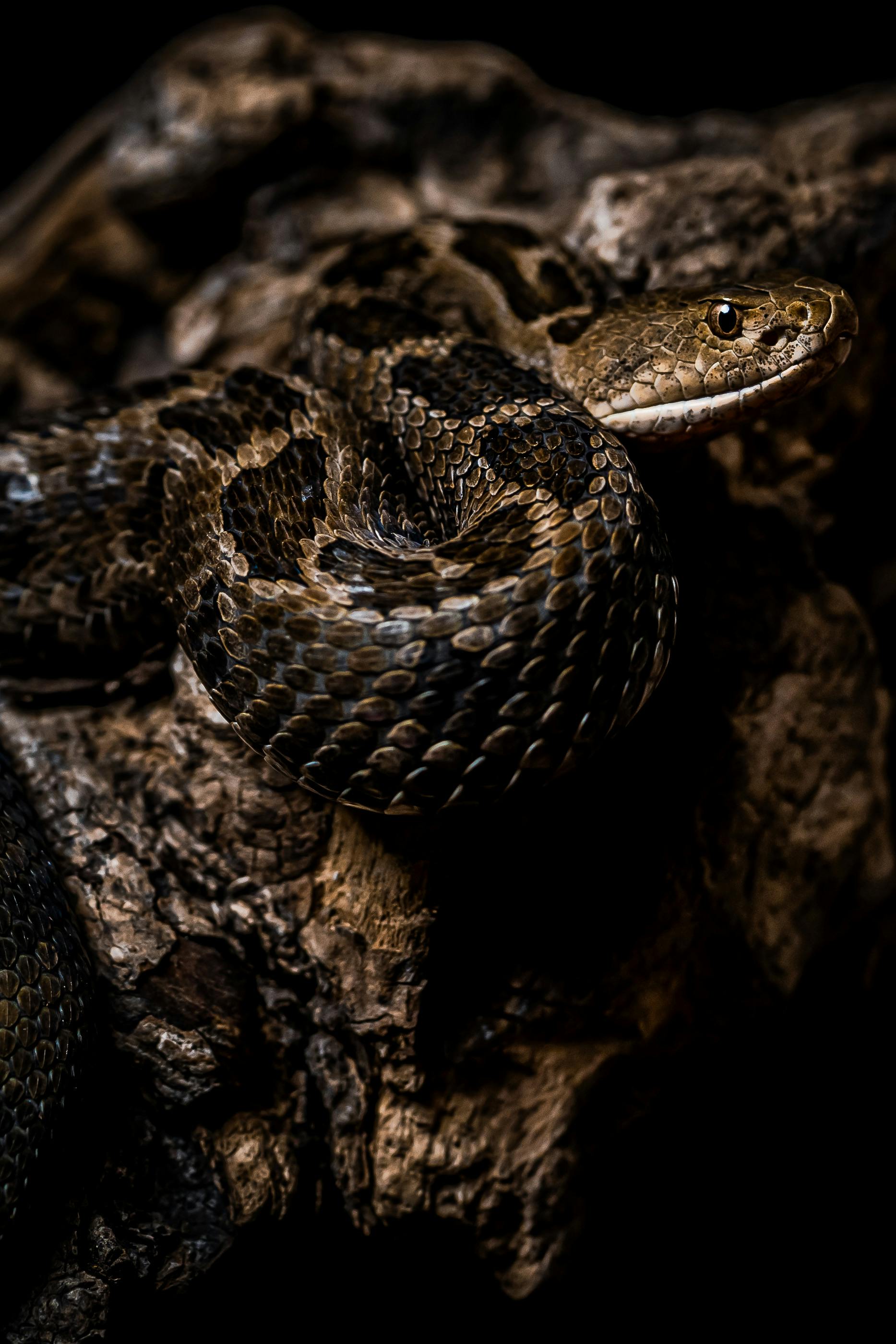 Beowulf+Images Photos, Download The BEST Free Beowulf+Images Stock ...