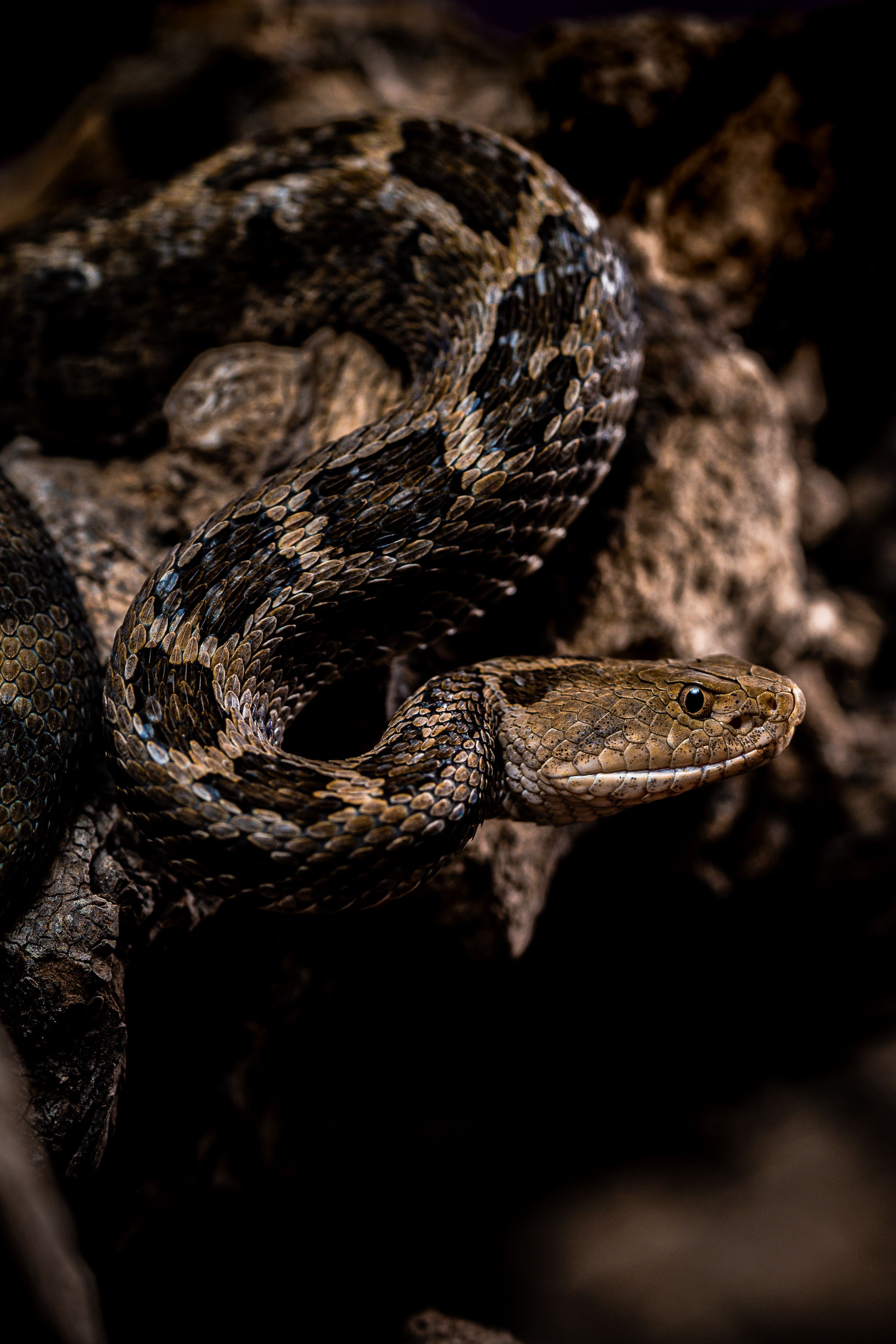 Close Up Ular Di Habitat Alami · Foto Stok Gratis