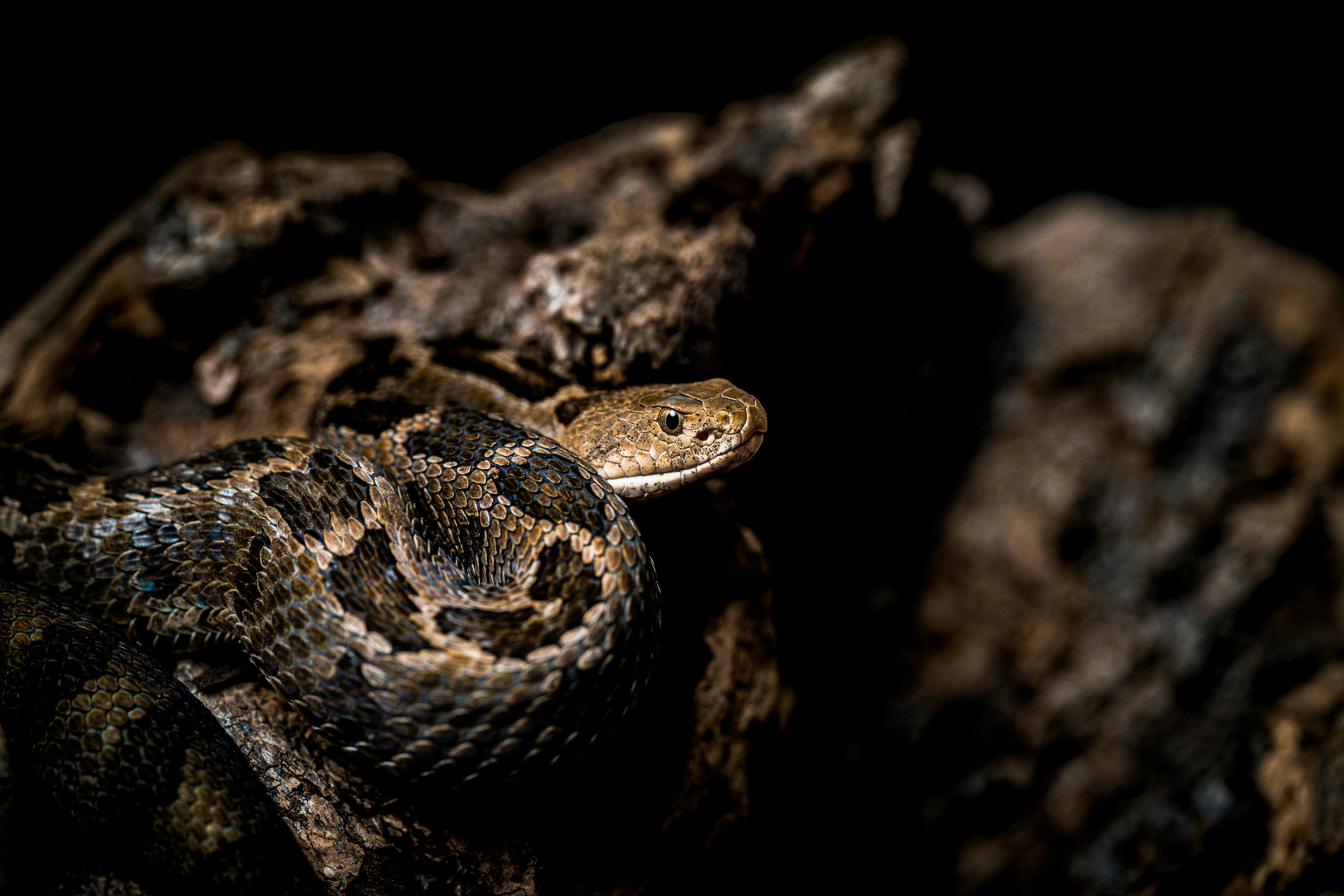 Serpenter Photos, Download The BEST Free Serpenter Stock Photos & HD Images