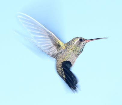 20+ Great Hummingbird Photos · Pexels · Free Stock Photos