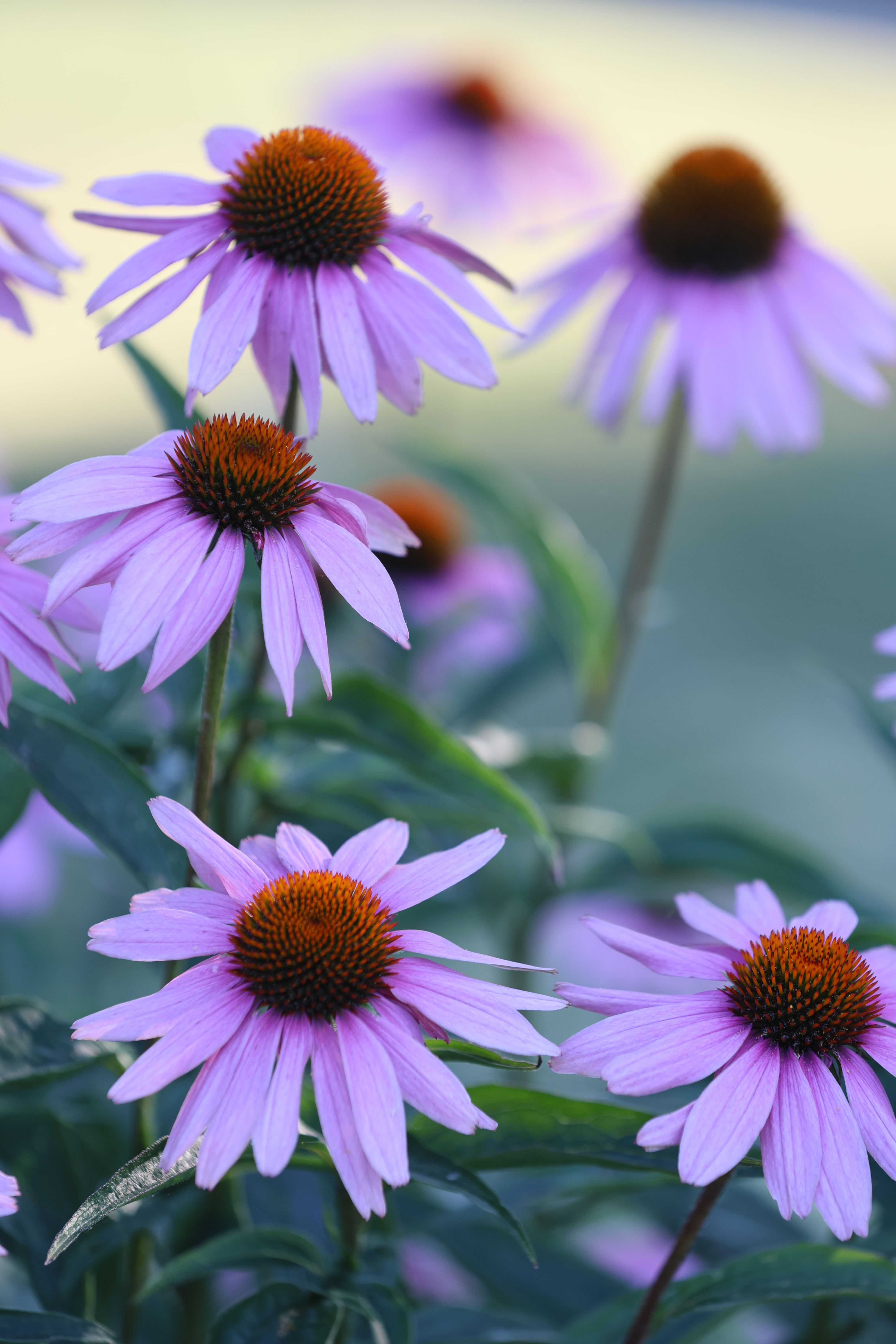 Vibrant Purple Coneflower Garden in Bloom · Free Stock Photo