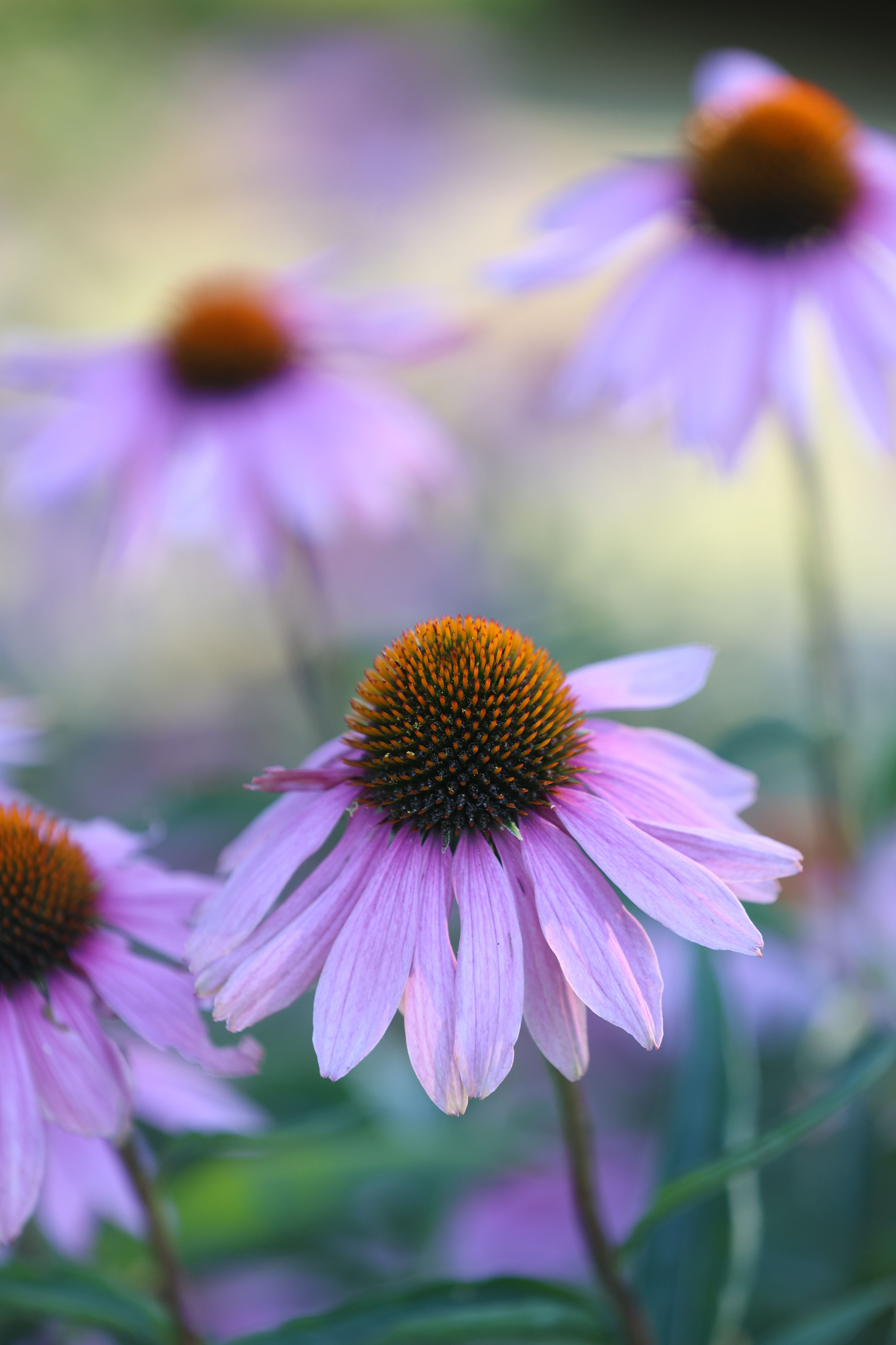 Vibrant Purple Coneflowers in Bloom · Free Stock Photo
