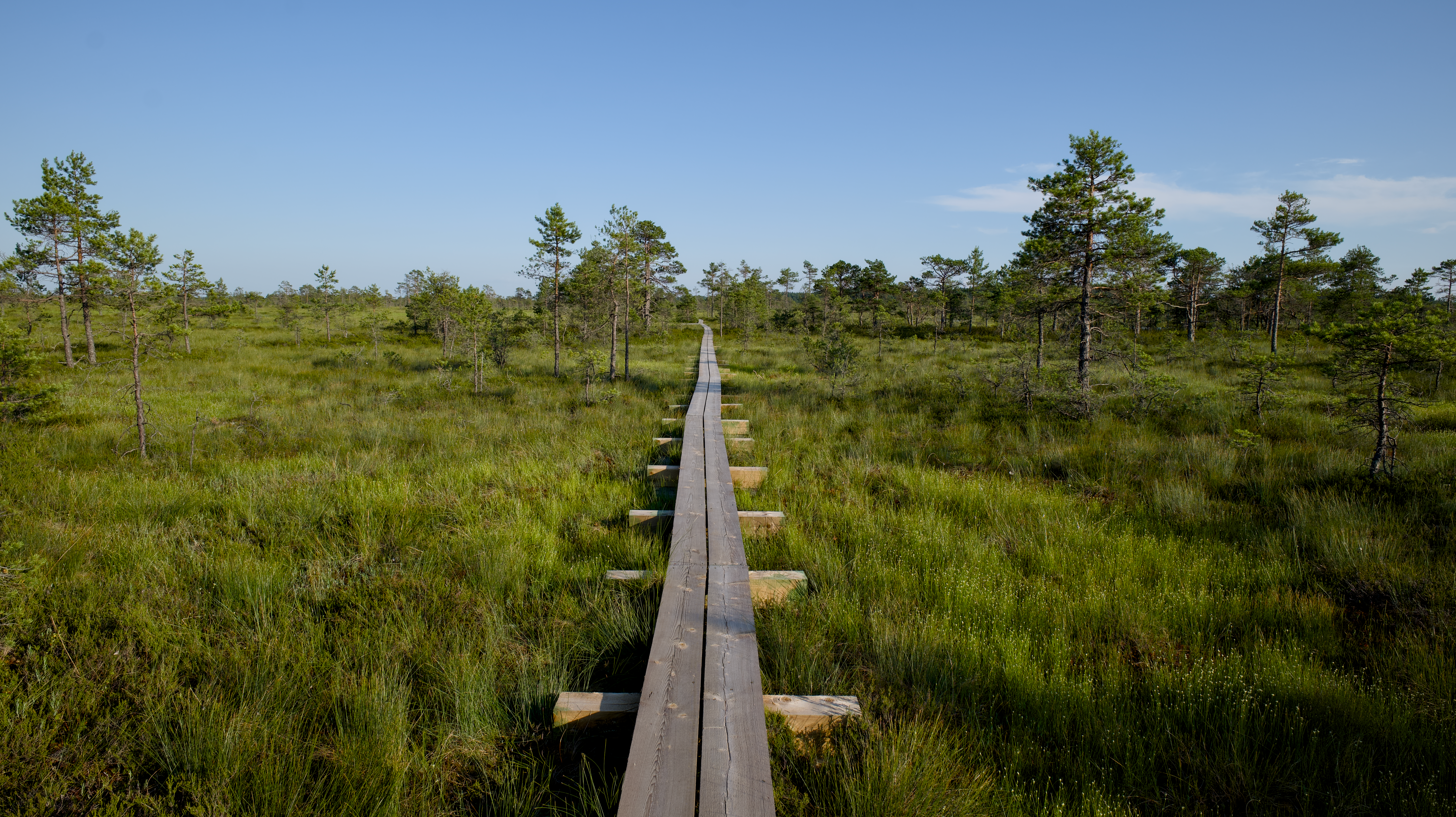 Green Wetland Photos, Download The BEST Free Green Wetland Stock Photos ...