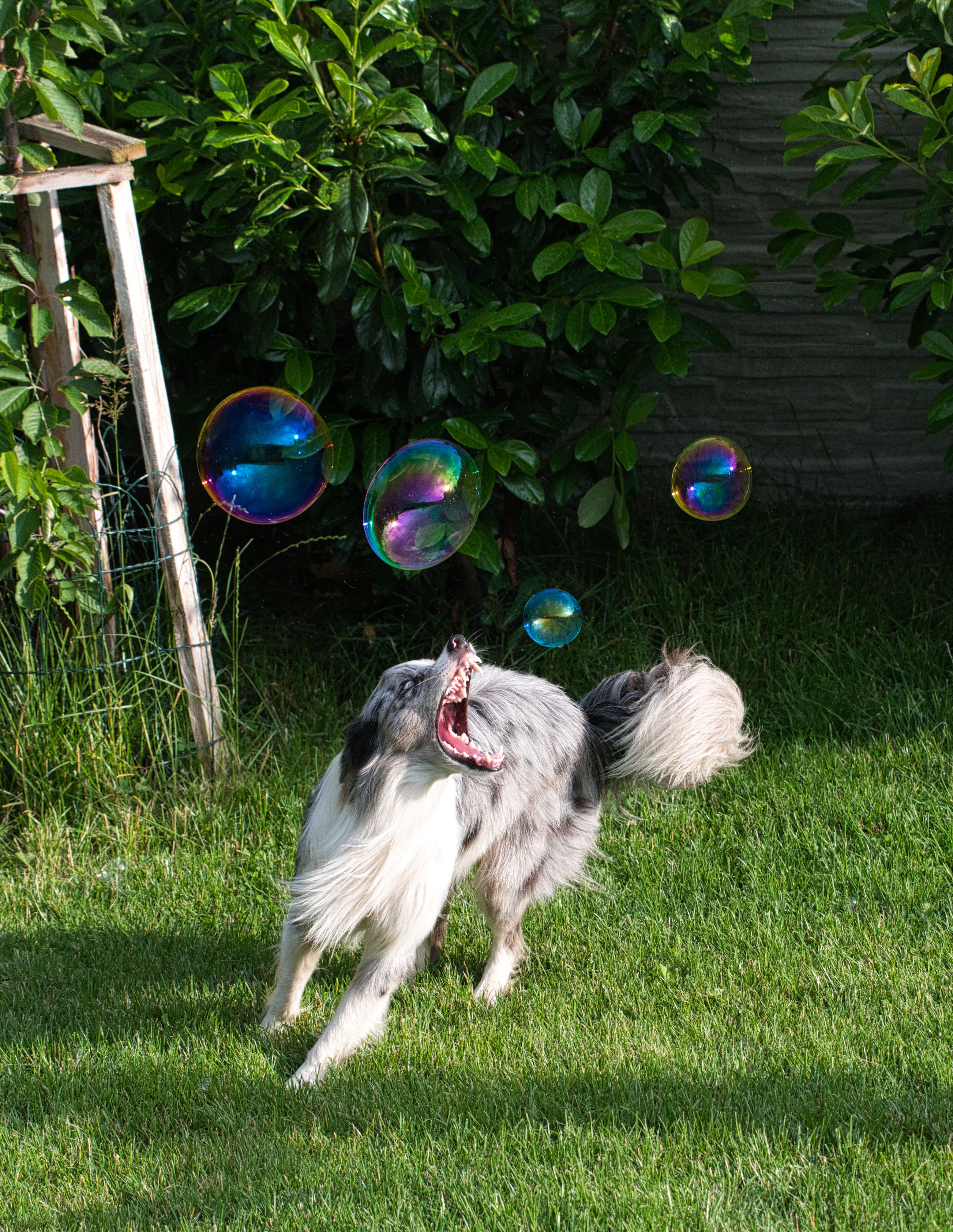 Dog Chasing Bubbles Photos, Download The BEST Free Dog Chasing Bubbles ...