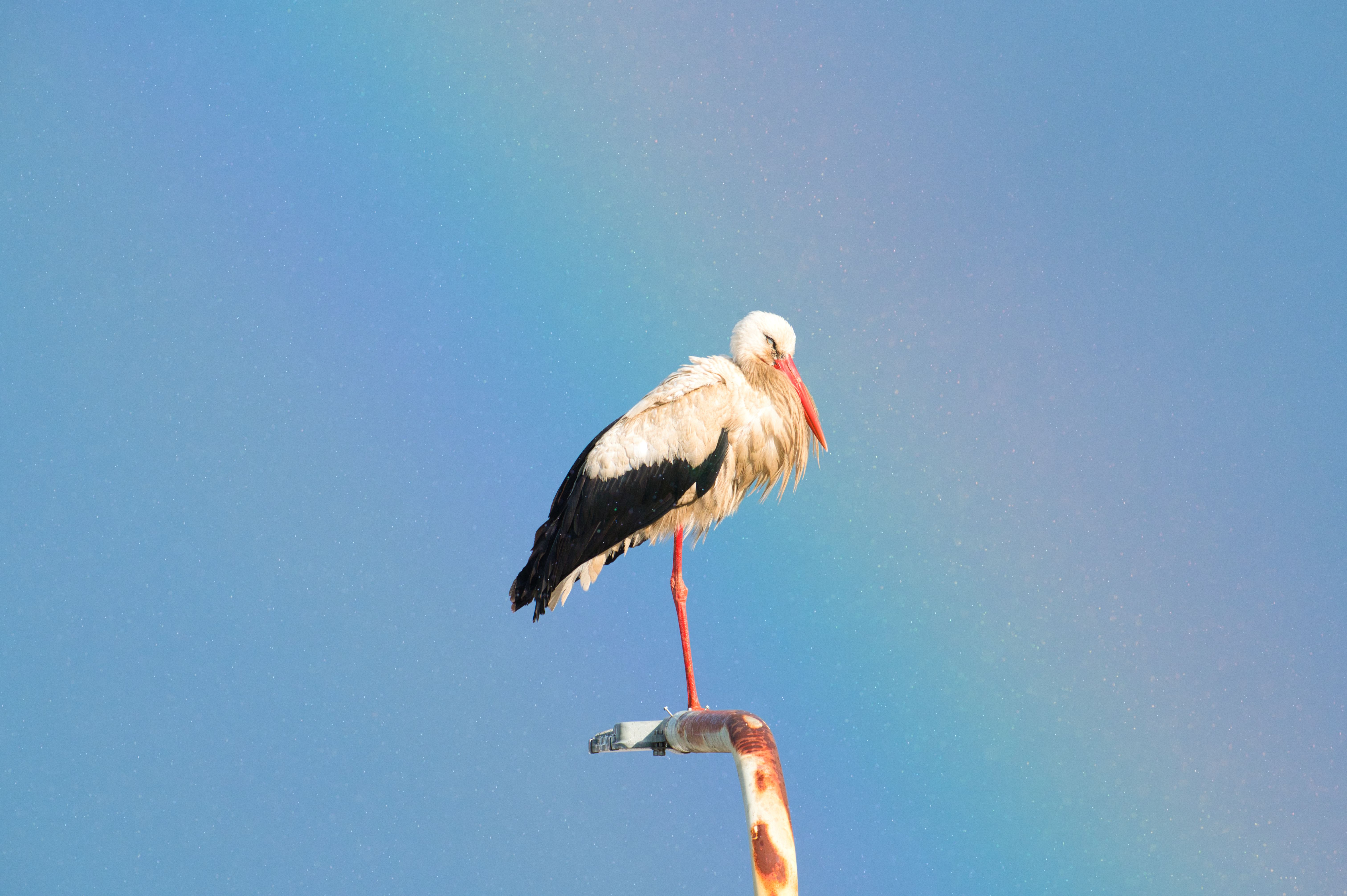 White Stork Perched Against a Blue Sky in Slovakia · Free Stock Photo