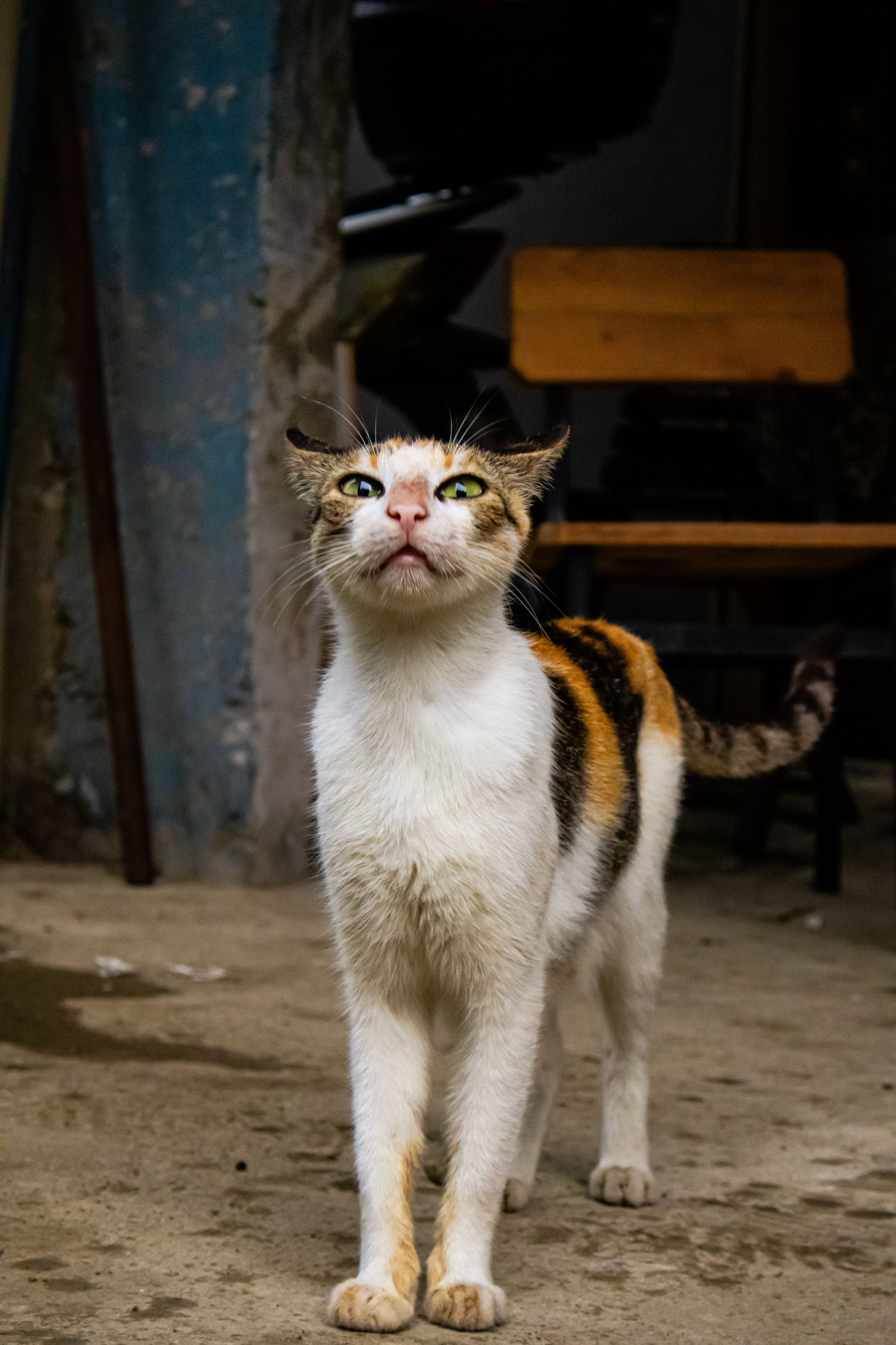 Calico Cat Photos, Download The BEST Free Calico Cat Stock Photos & HD ...